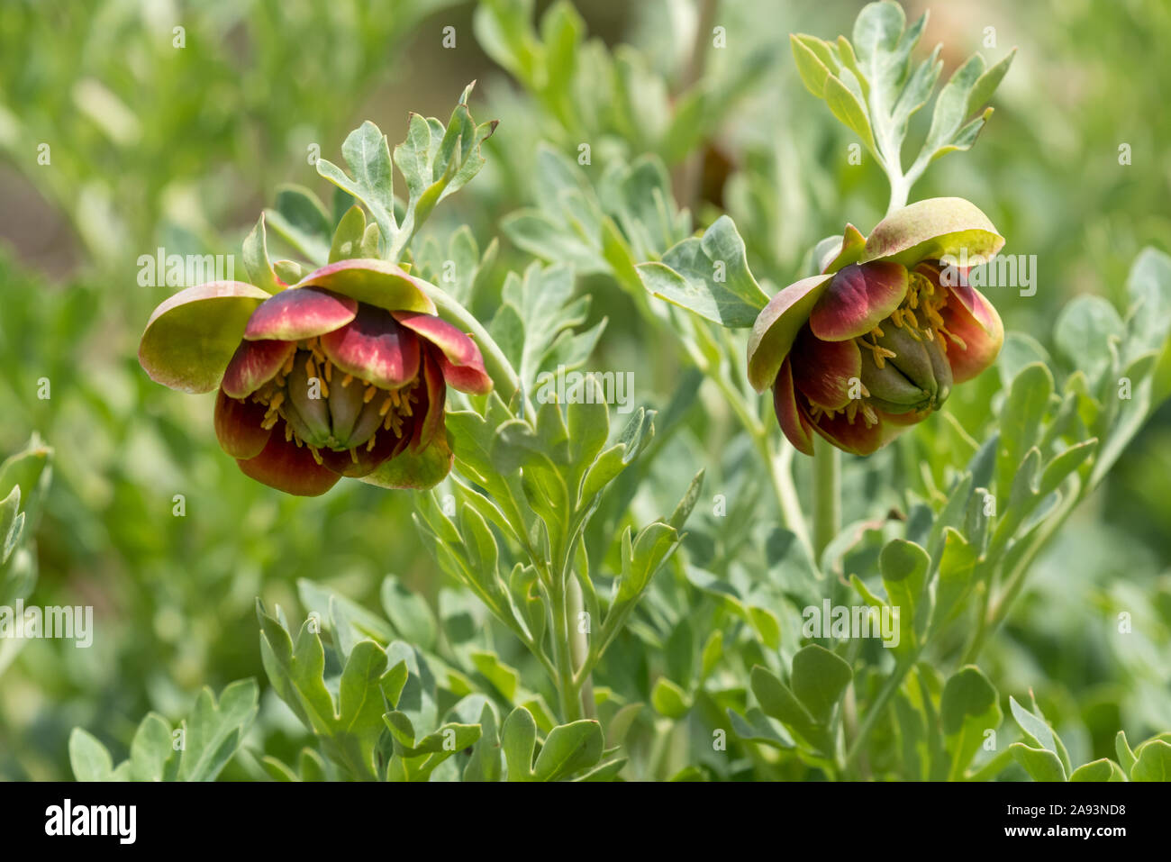 Oregon native plant hi-res stock photography and images - Alamy