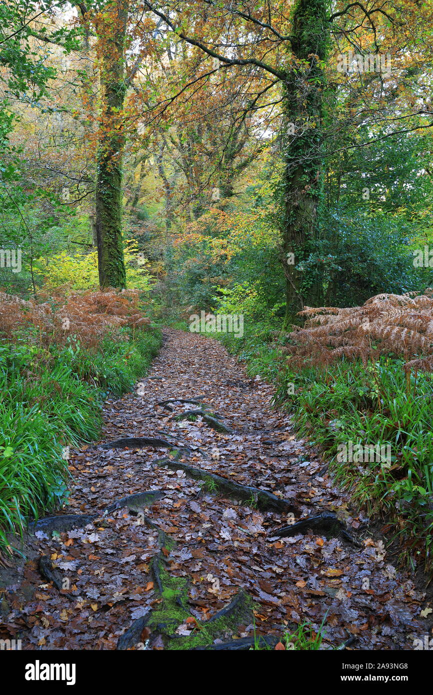 Holne woods, Dartmoor, Devon, England,UK Stock Photo - Alamy