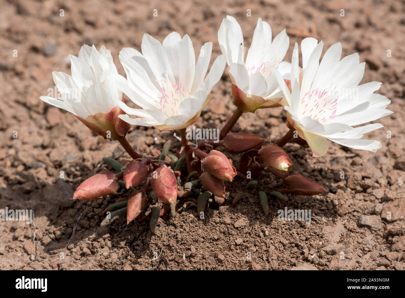 Bitterroot flower hi-res stock photography and images - Alamy