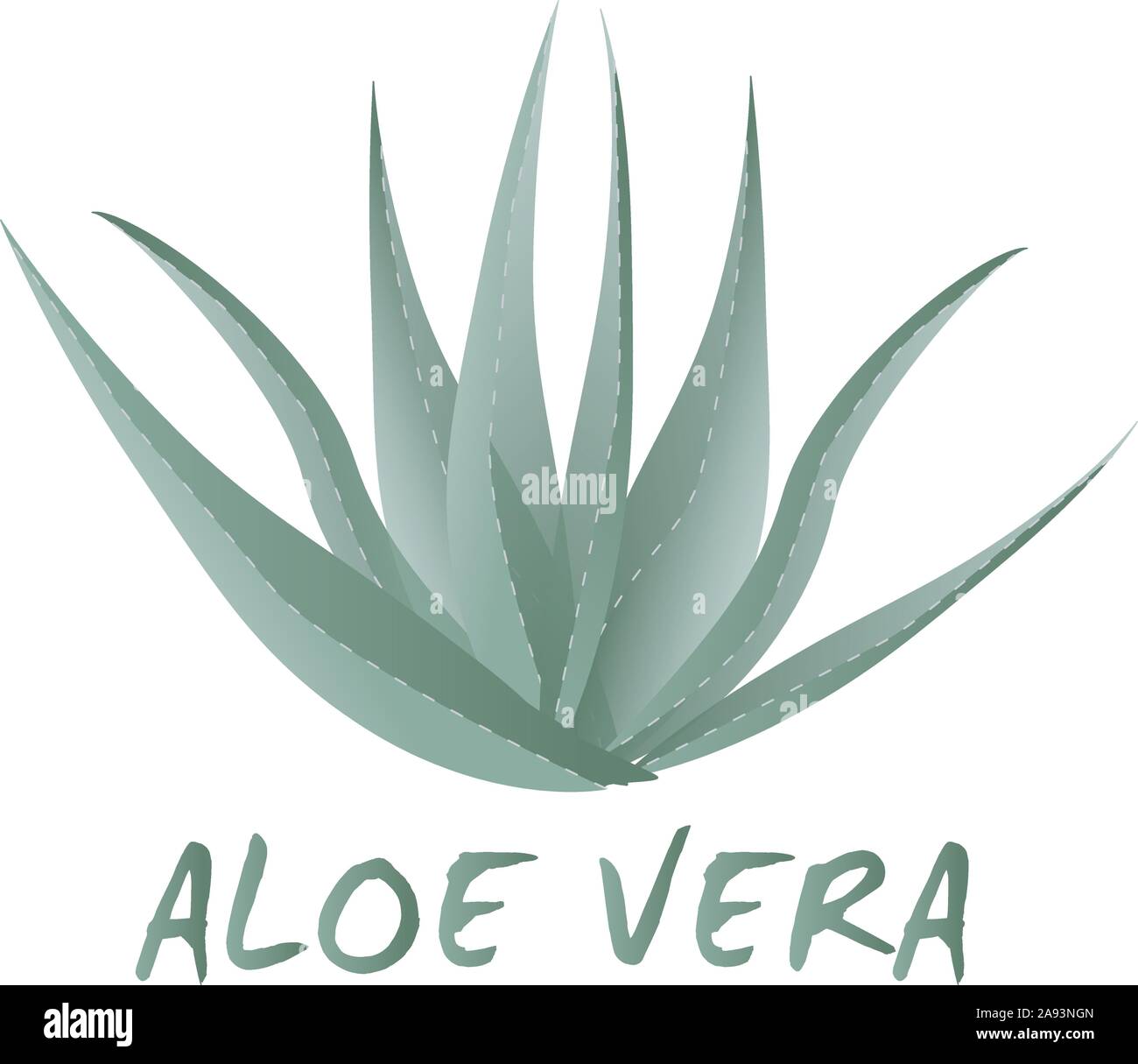 Aloe Vera isolated on white photo-realistic vector Stock Vector Image ...