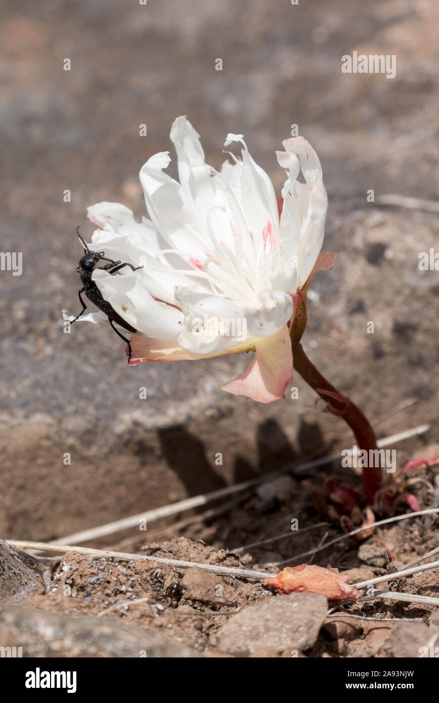 Oregon beetle hi-res stock photography and images - Alamy