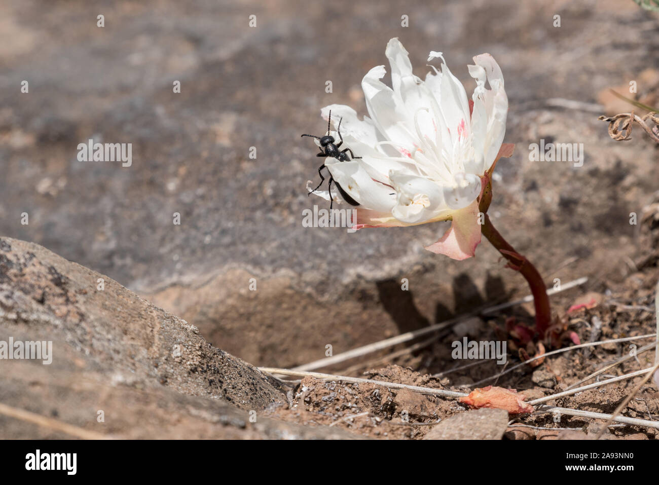 Beetle on a Bitterroot flower, Steens Mountain, Oregon Stock Photo - Alamy