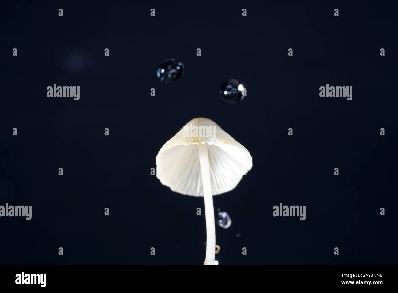 Water drops photographed with higspeed flashes and dropper in the ...