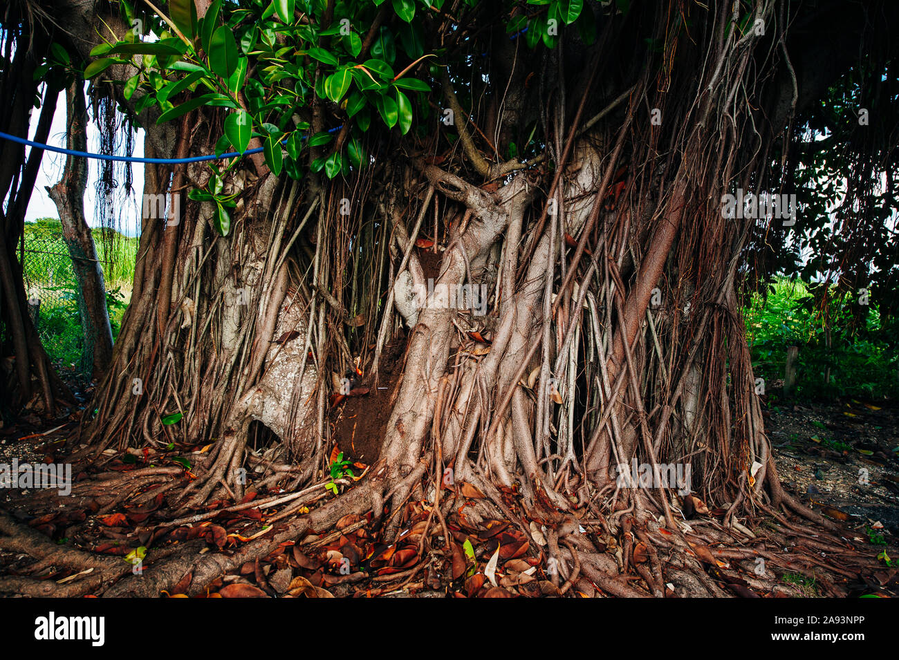 Large tropical rainforest tree trunk walking track and palm trees wide ...