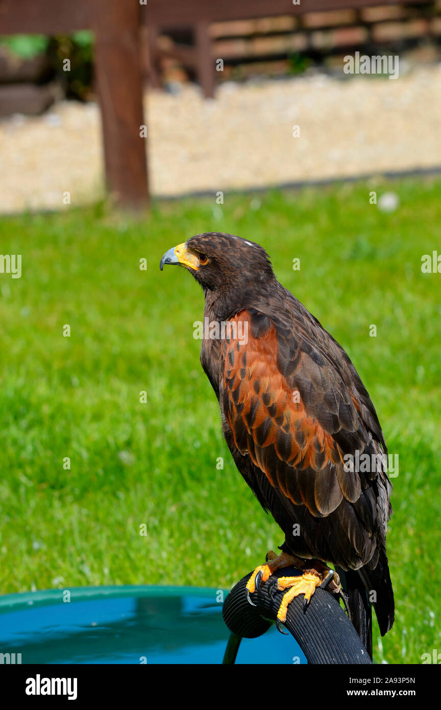 Harris Hawk perched outside in a falconry centre Latin name Parabuteo ...