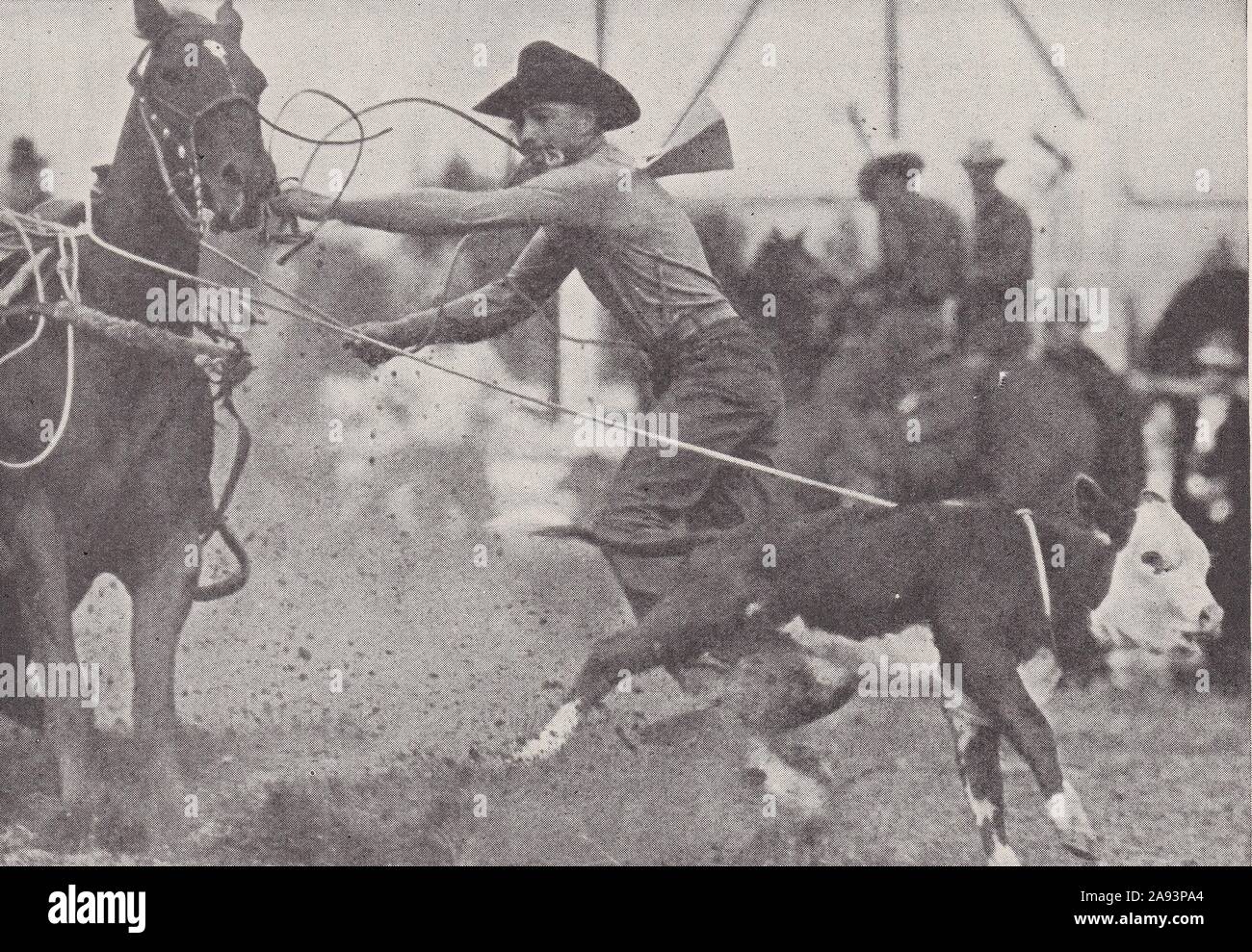 Cowboy at work roping a young bull which he has lassoed from his saddle ...