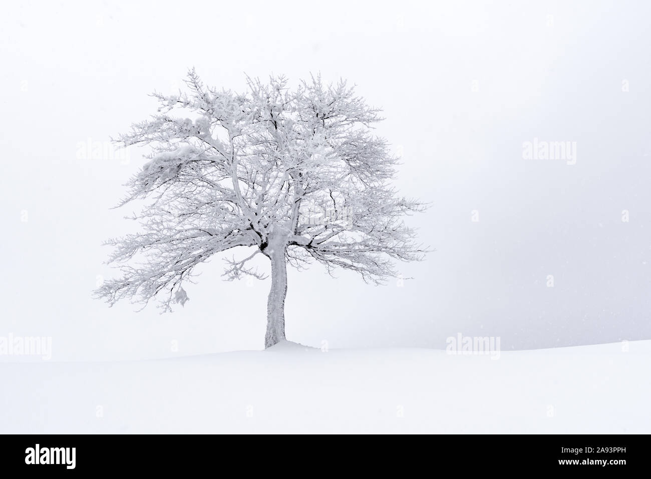 Amazing landscape with a lonely snowy tree in a winter field ...