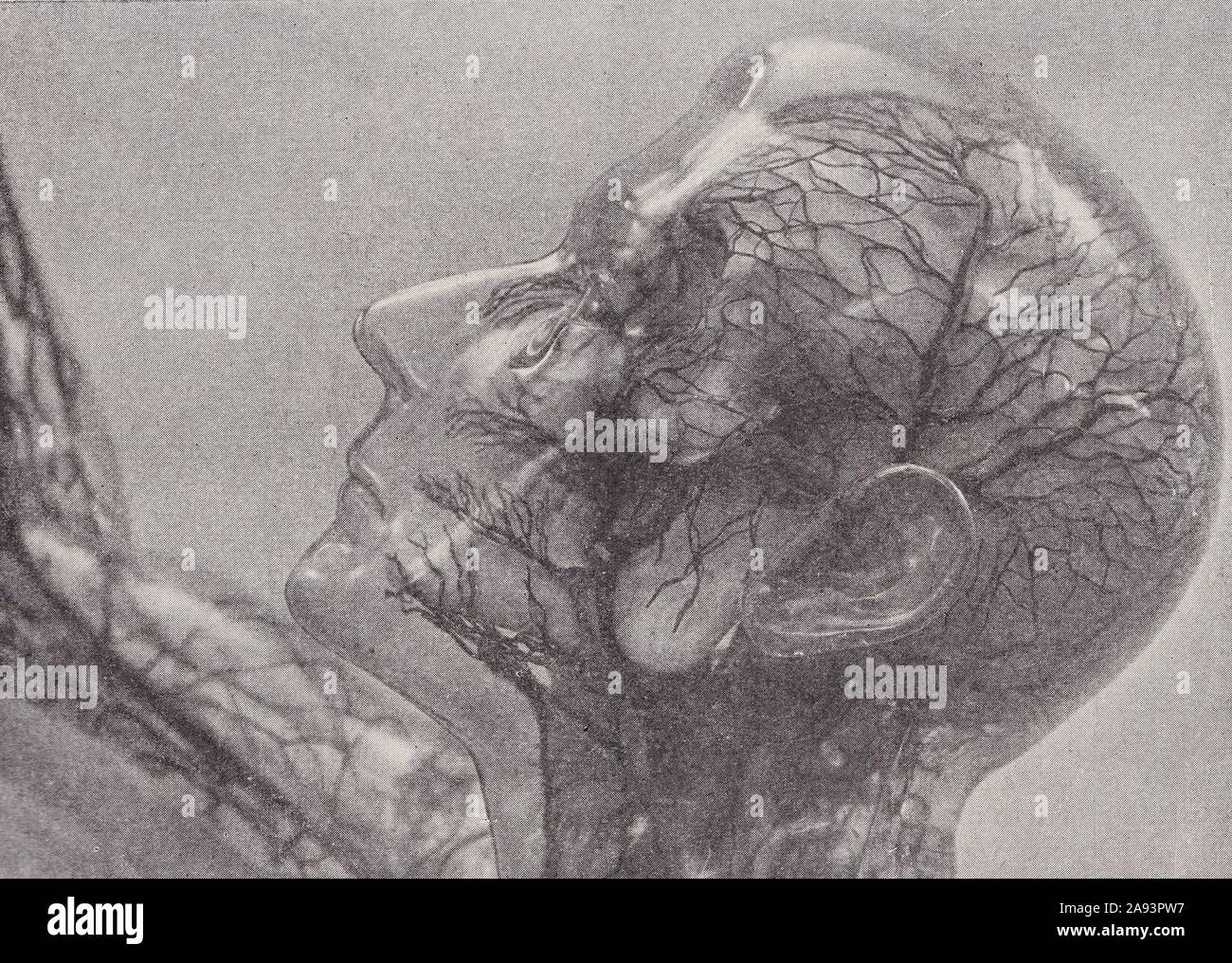 Workings of the circulation of blood in the head 1930s Stock Photo - Alamy