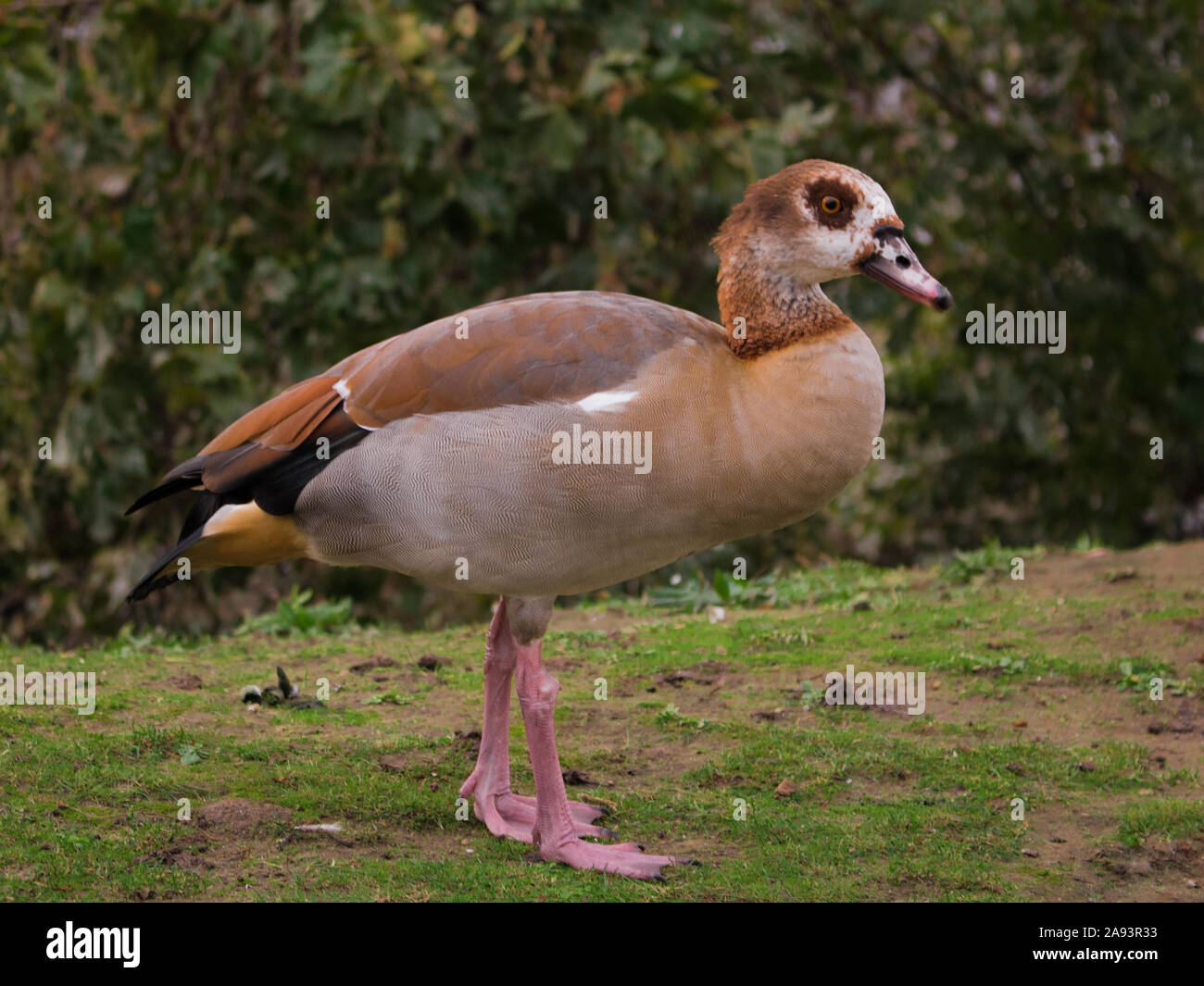 Egyptian goose duck park isolated standing closeup flagey brussels ...