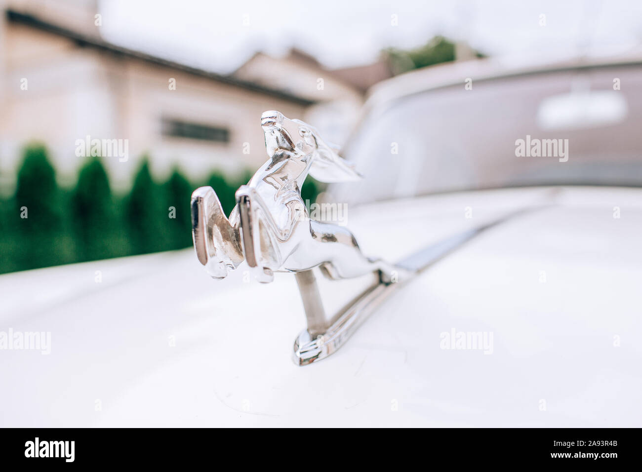 Luxury deer logo hi-res stock photography and images - Alamy