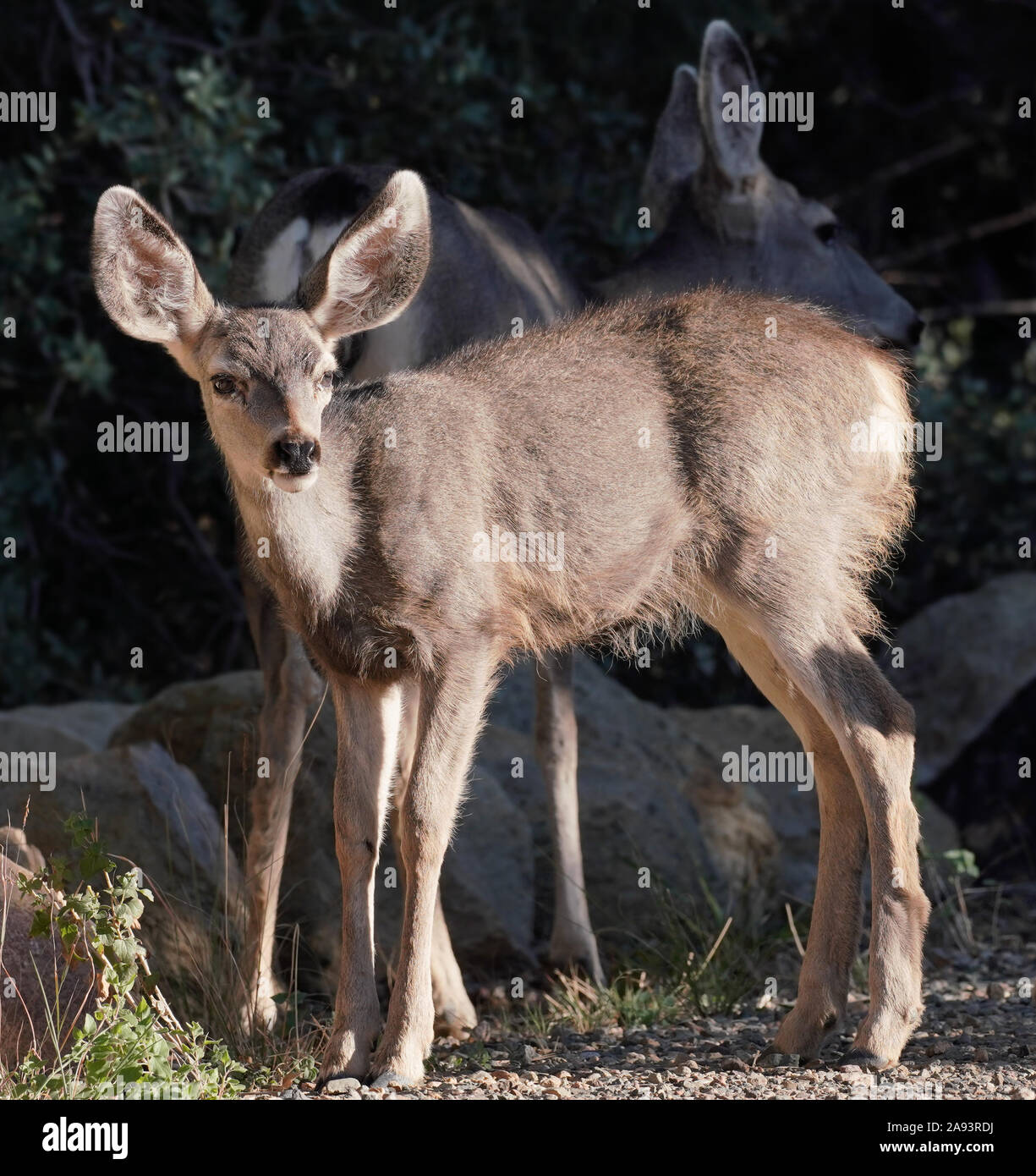 A young fawn stands in the late afternoon light with his mother quietly ...