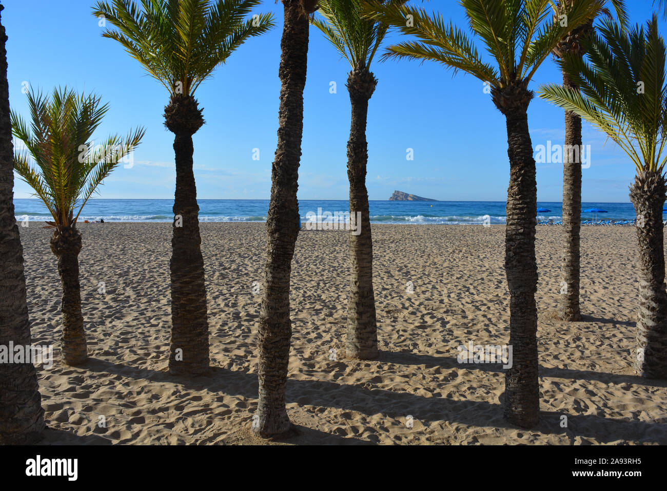 Benidorm Island, a rock outcrop seen through palm trees on Playa ...