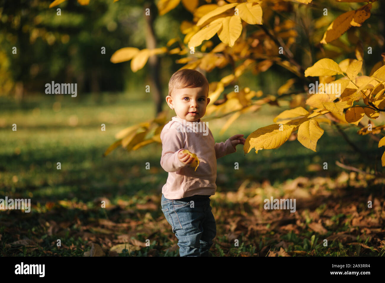 Cute baby girl stand about beautiful yellow tree and play with leaf on ...