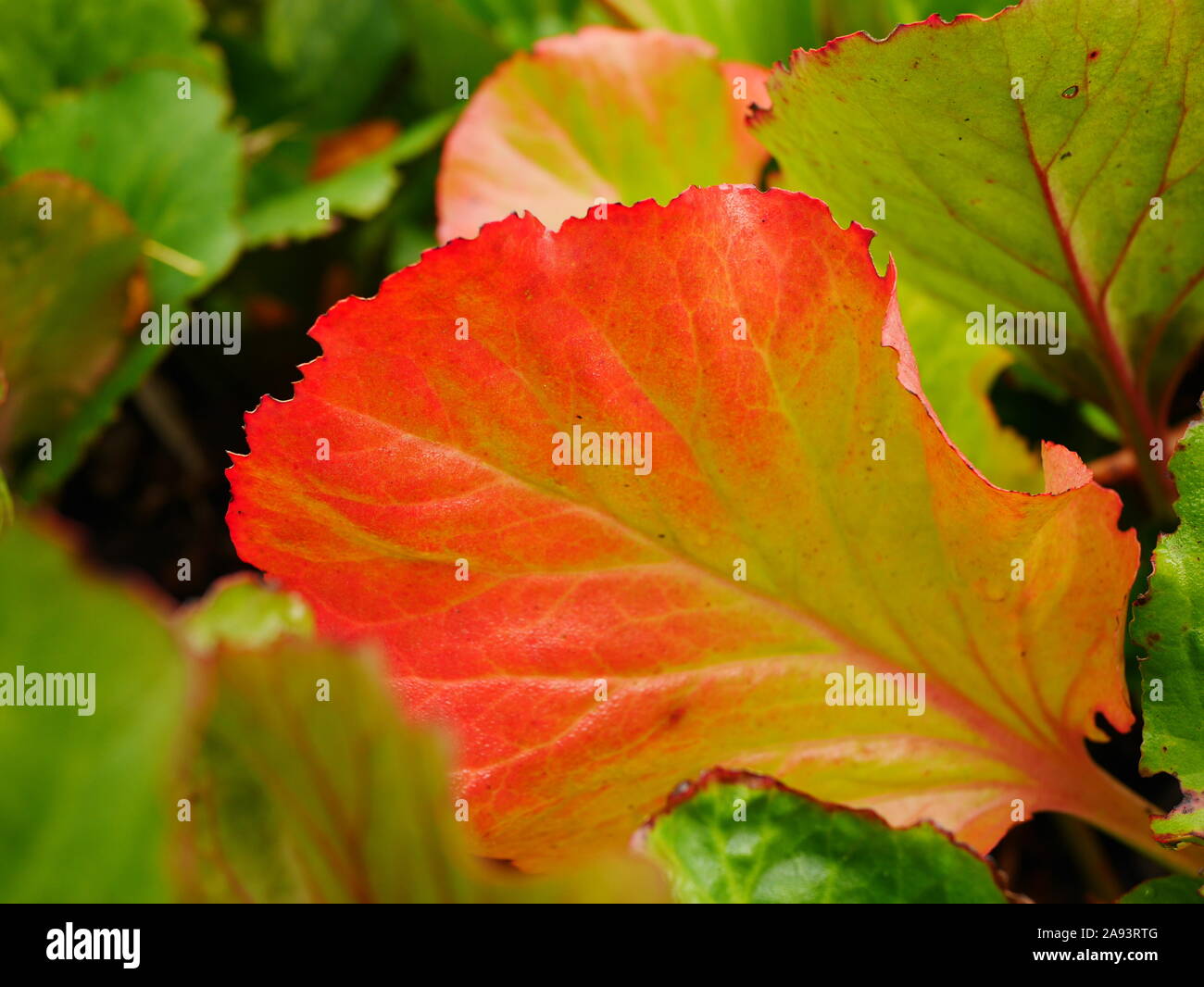 Elephants leaf hi-res stock photography and images - Alamy