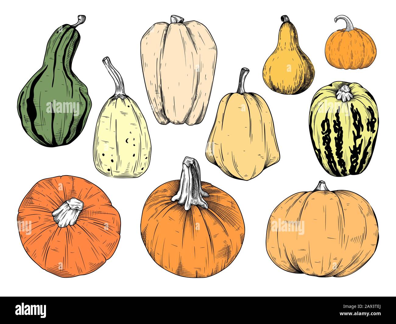 Hand drawn pumpkin set isolated on white background. Vector ...