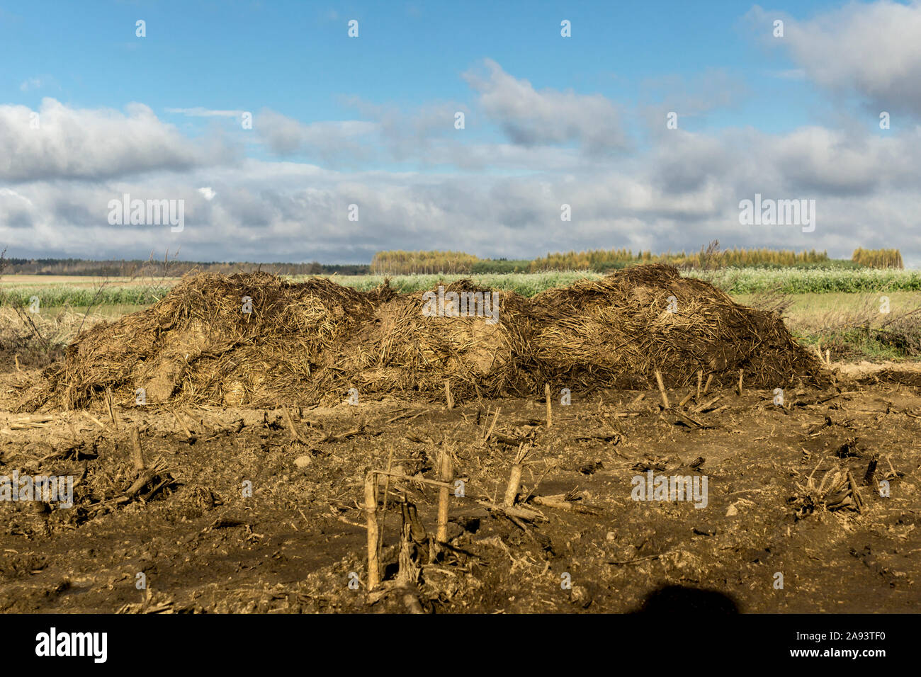 A large pile of cow manure and straw lies on a plowed field. Fertilizer ...