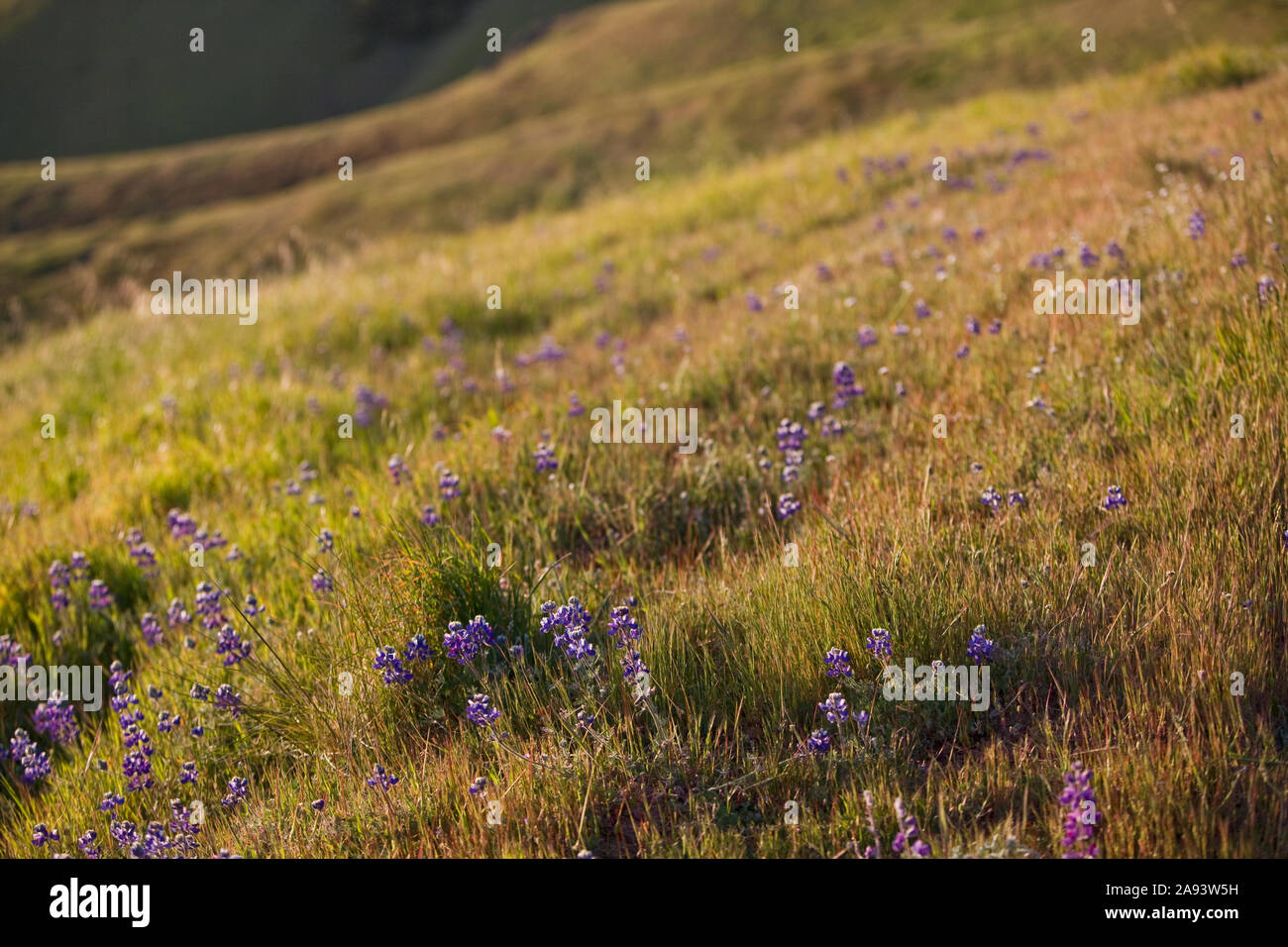 Wild flowers growing in a grassy field Stock Photo - Alamy