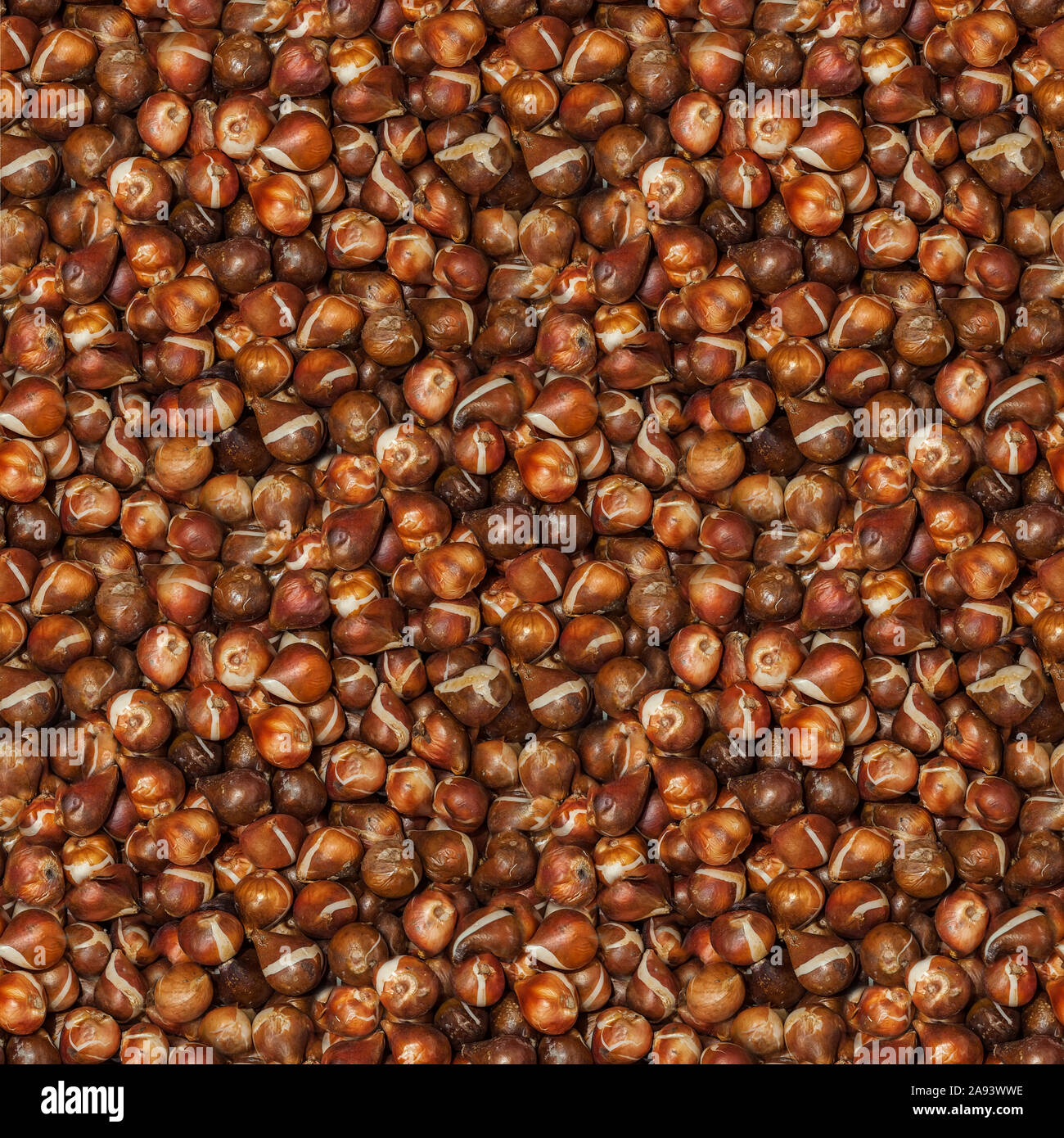 Tulip bulbs scattered for drying after cleaning. Showcase in a flower ...