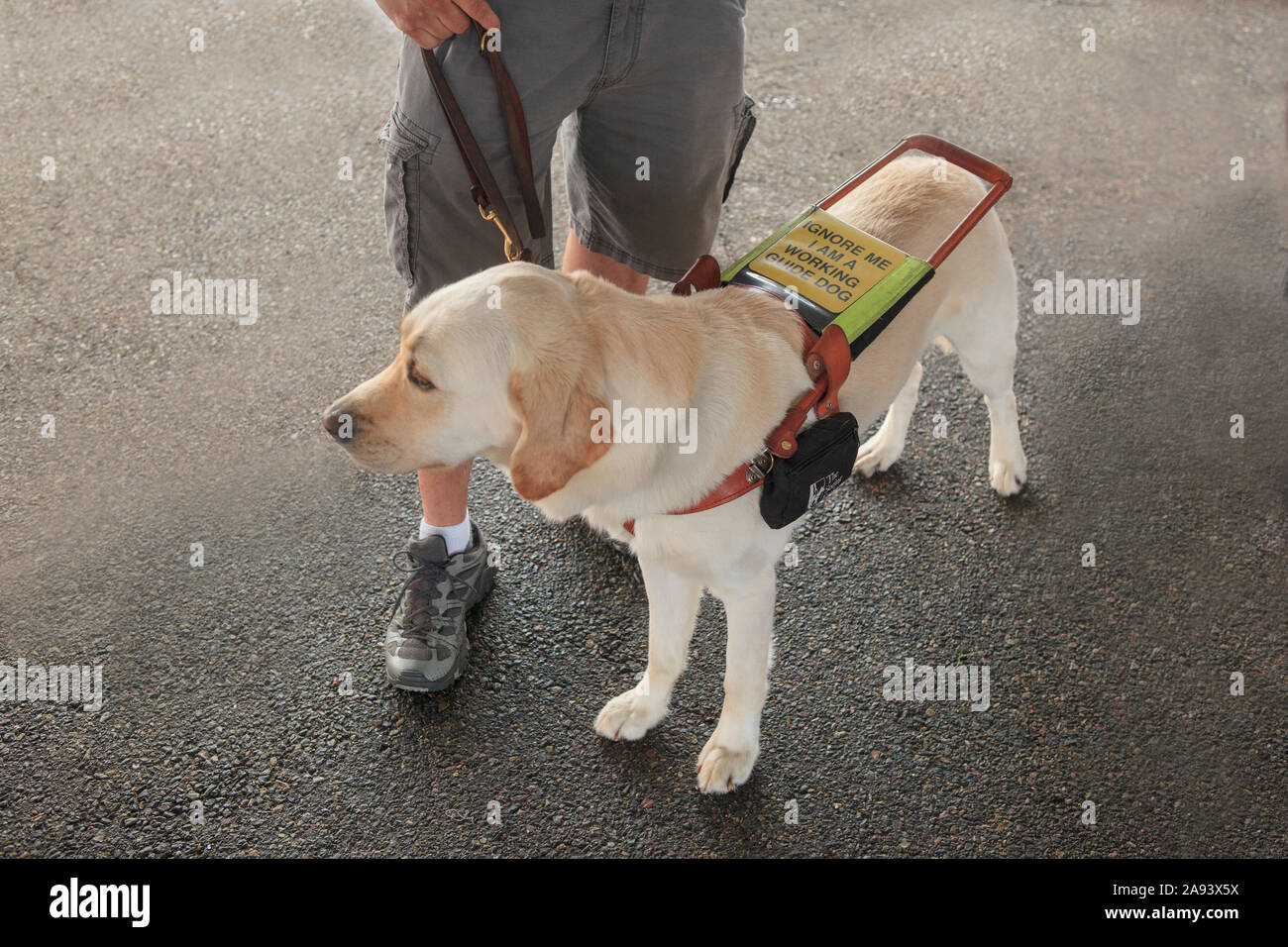 Blind man guide dog hi-res stock photography and images - Alamy