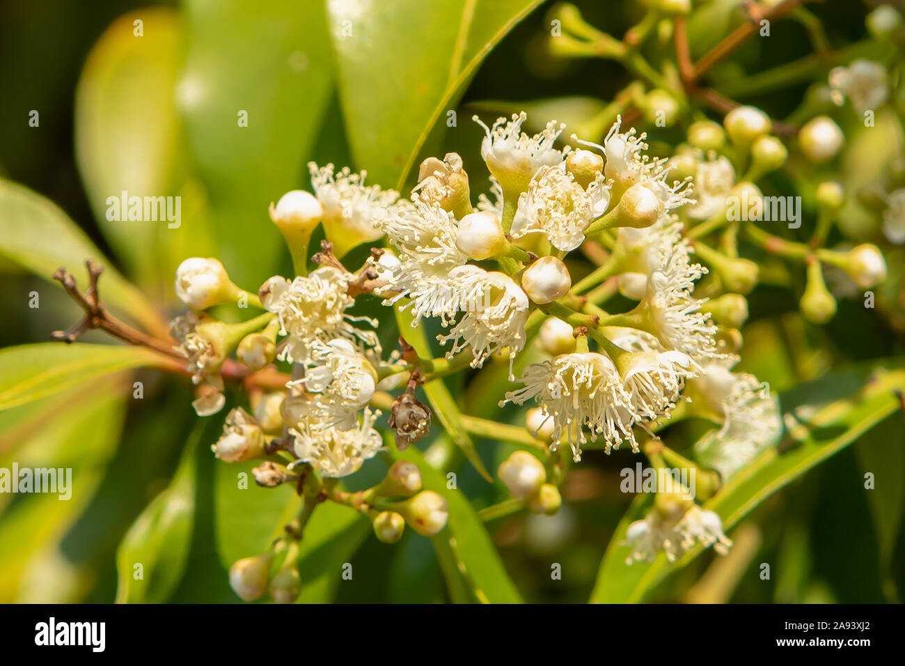 Anetholea anisata, Aniseed Myrtle Stock Photo - Alamy