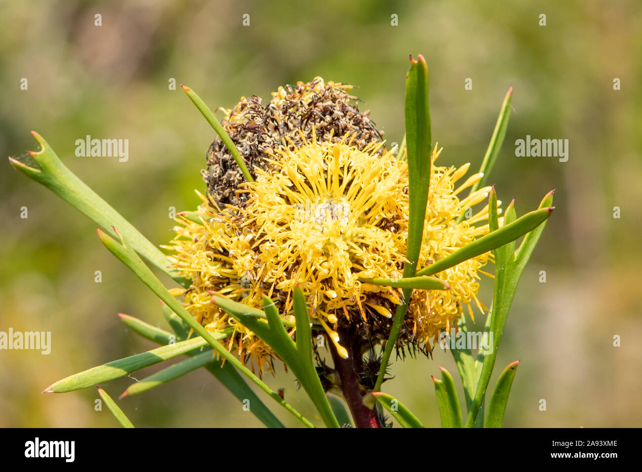 South australian native plant hi-res stock photography and images - Alamy