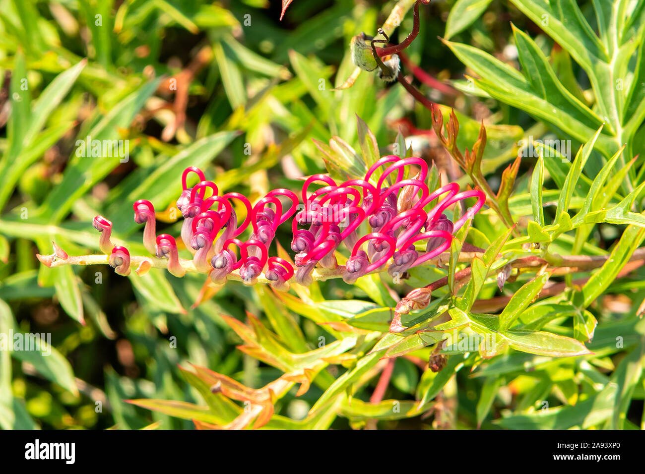 Grevillea hi-res stock photography and images - Alamy