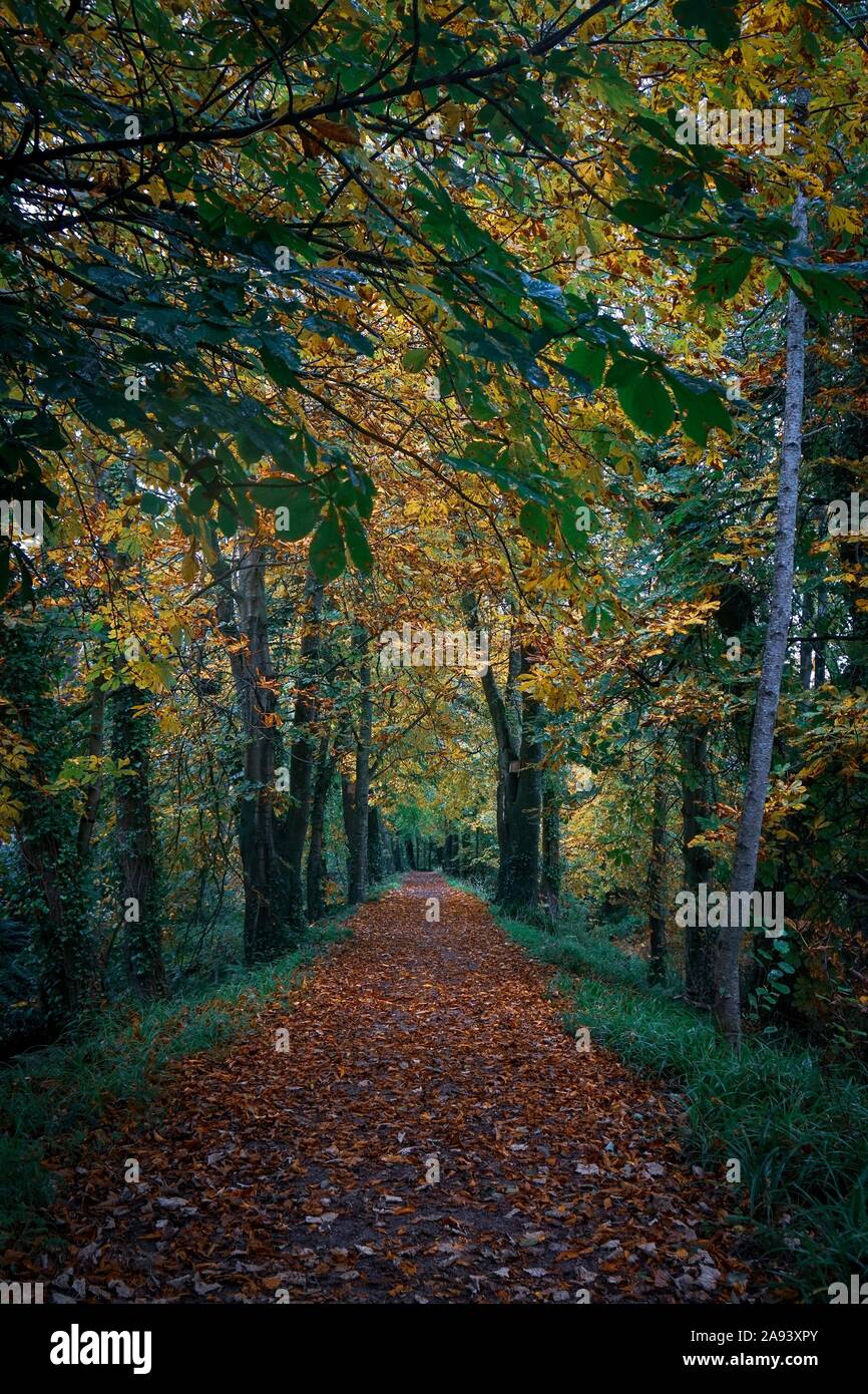 Autumn Walk on a wooded trail Stock Photo - Alamy
