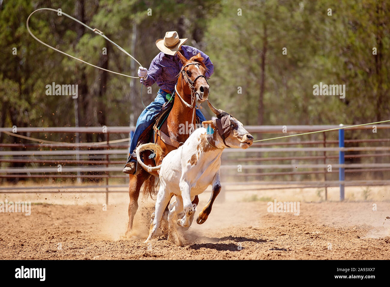 Cowboy Lasso Calf High Resolution Stock Photography and Images - Alamy