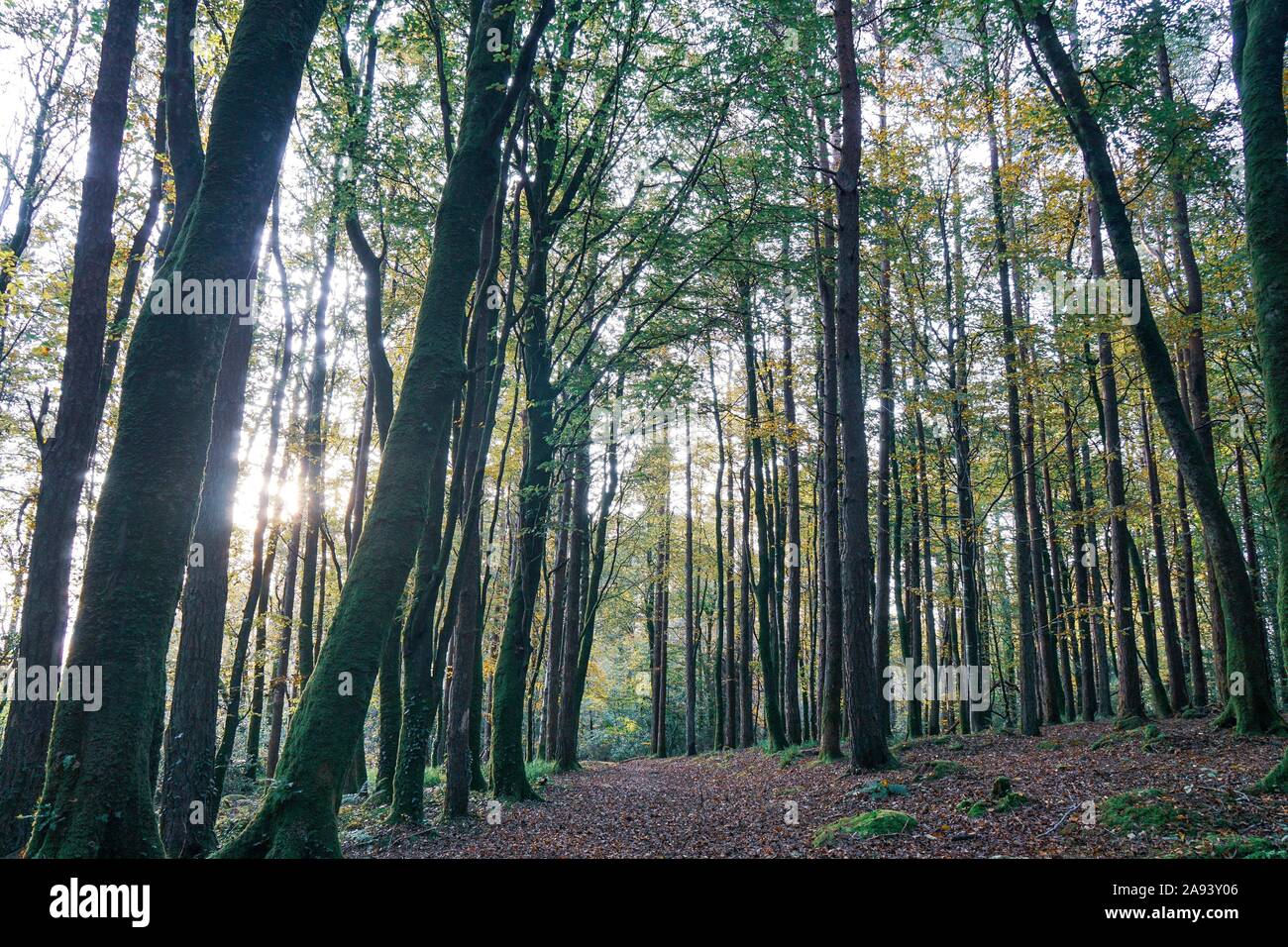 Woods ireland hi-res stock photography and images - Alamy