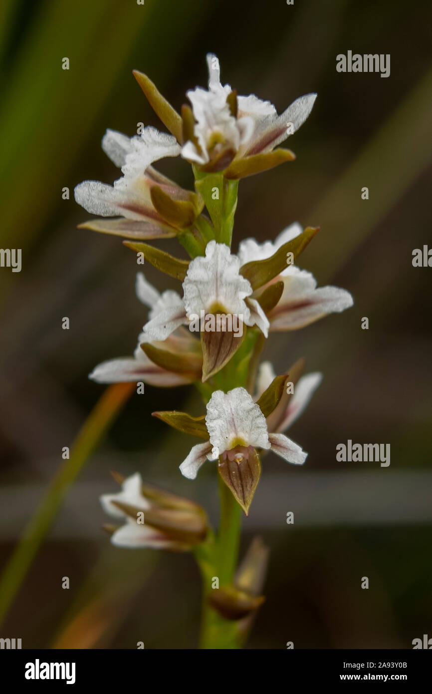 Prasophyllum sp. aff. odoratum 4, Anglesea Leek-orchid Stock Photo - Alamy