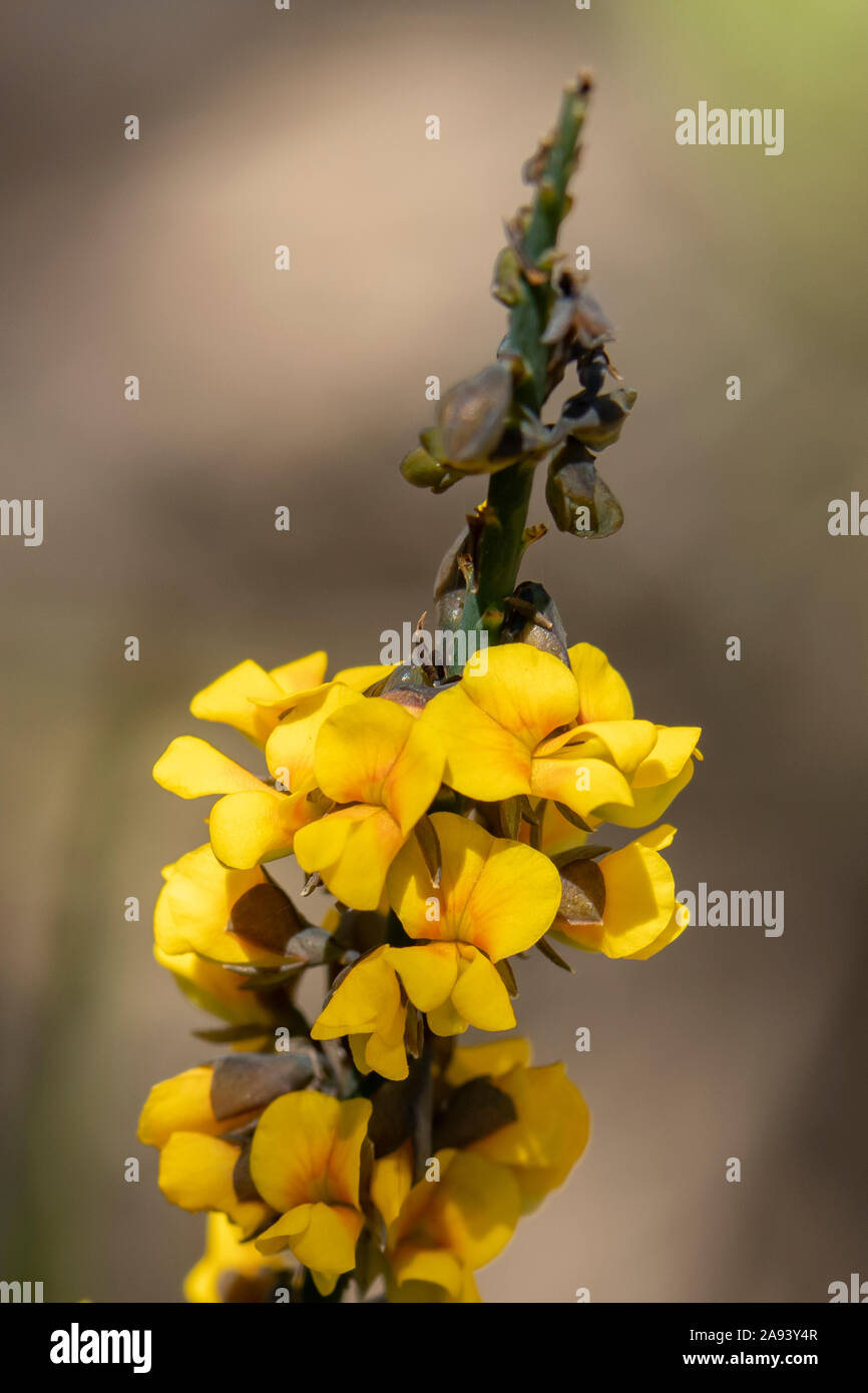 Leafless pea hi-res stock photography and images - Alamy