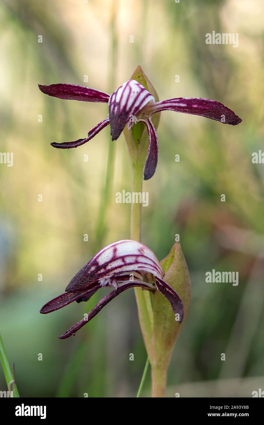 Pyrorchis nigricans, Red-beaks Orchid Stock Photo - Alamy