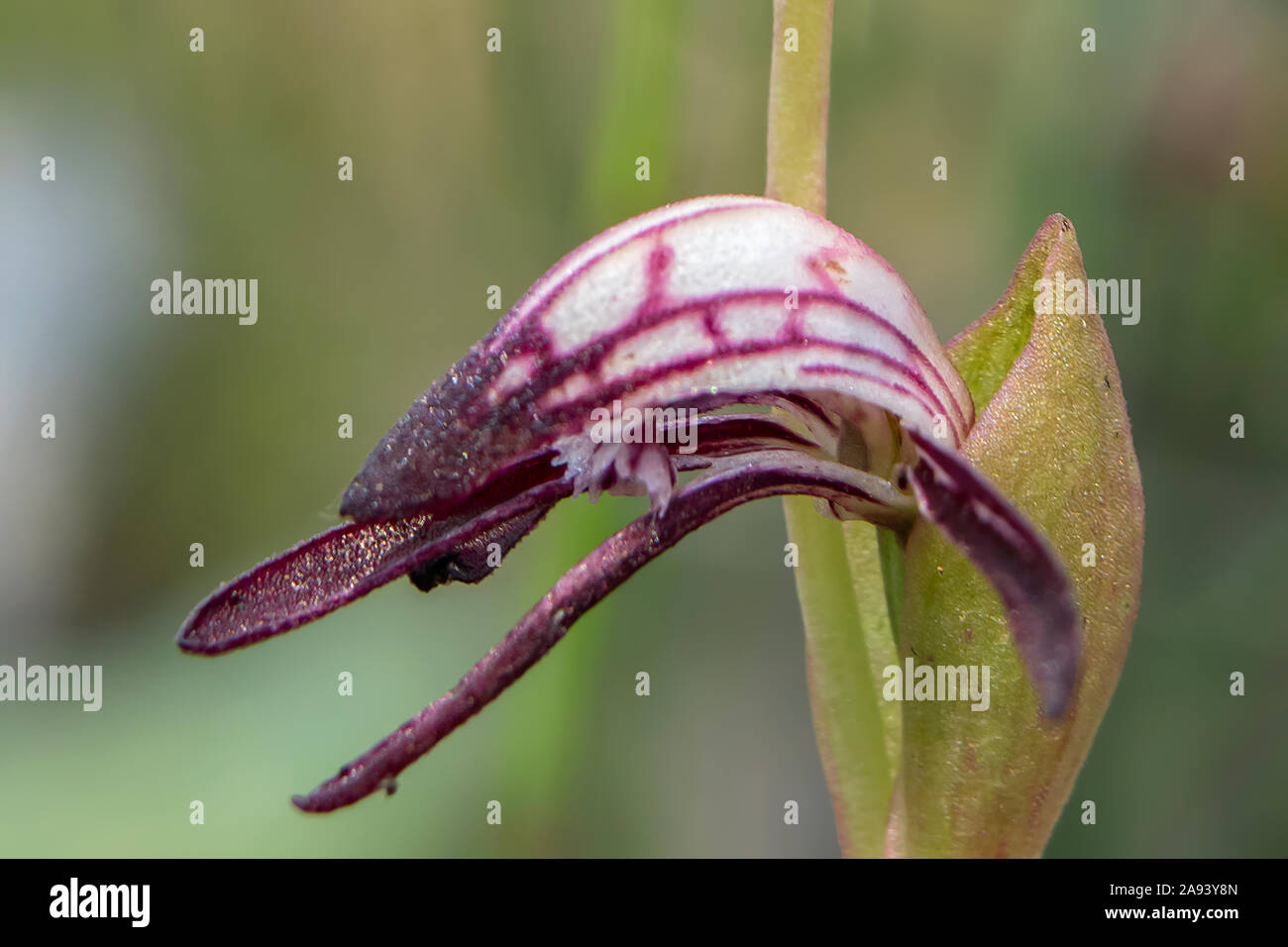 Pyrorchis nigricans, Red-beaks Orchid Stock Photo - Alamy