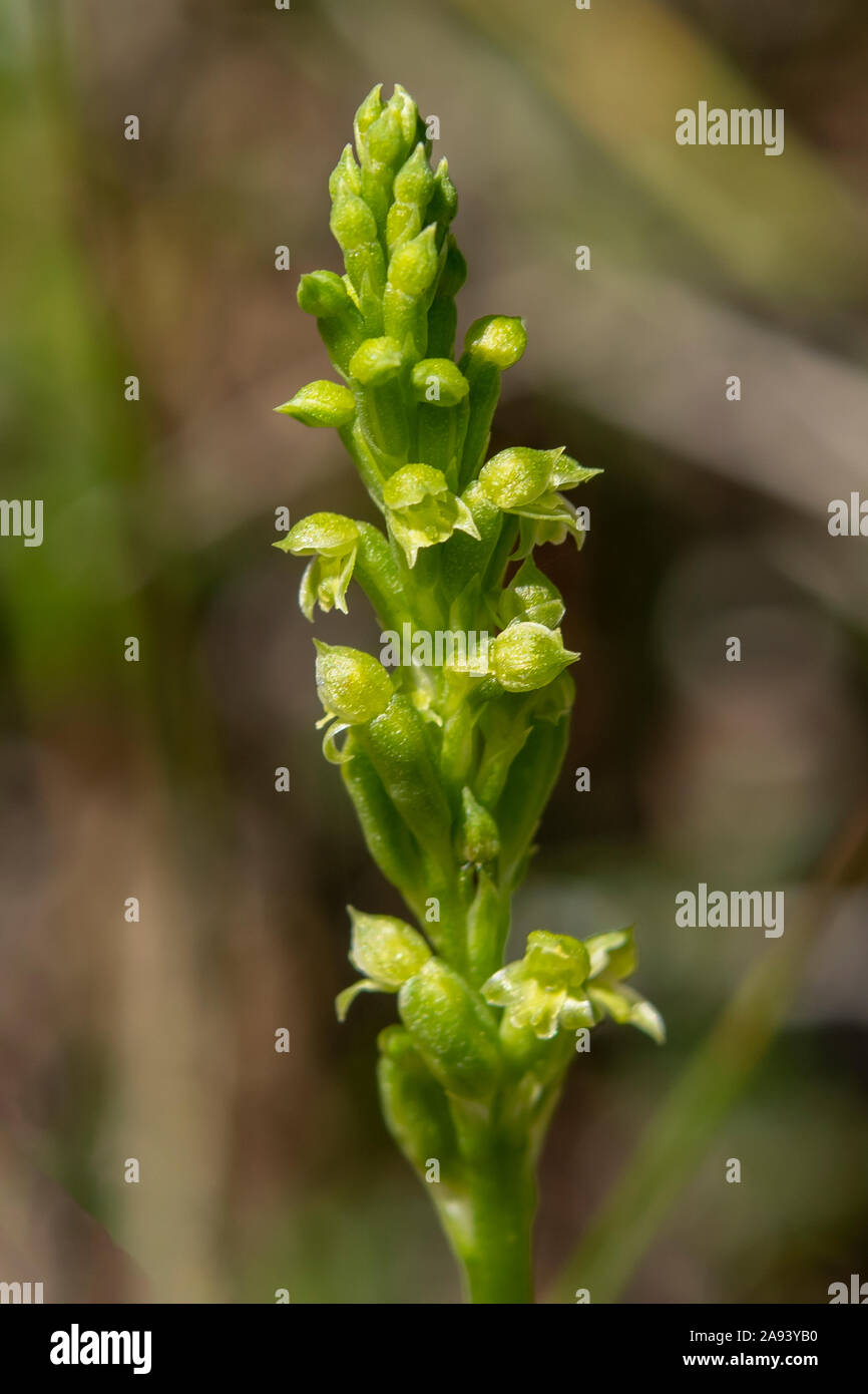 Microtis parviflora, Slender Onion-orchid Stock Photo - Alamy