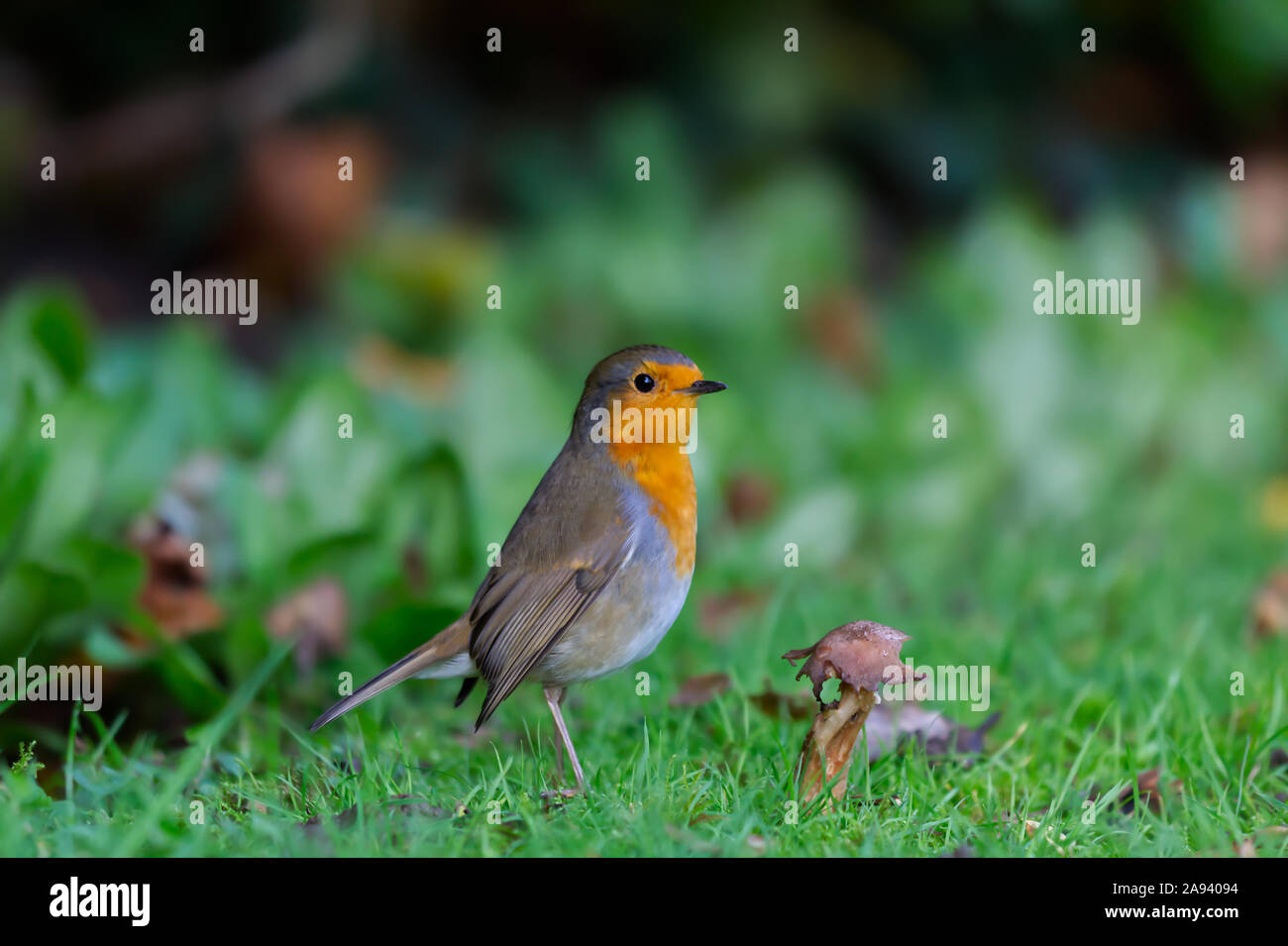 British robin hi-res stock photography and images - Alamy