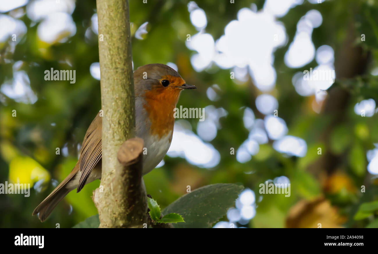 British robin hi-res stock photography and images - Alamy