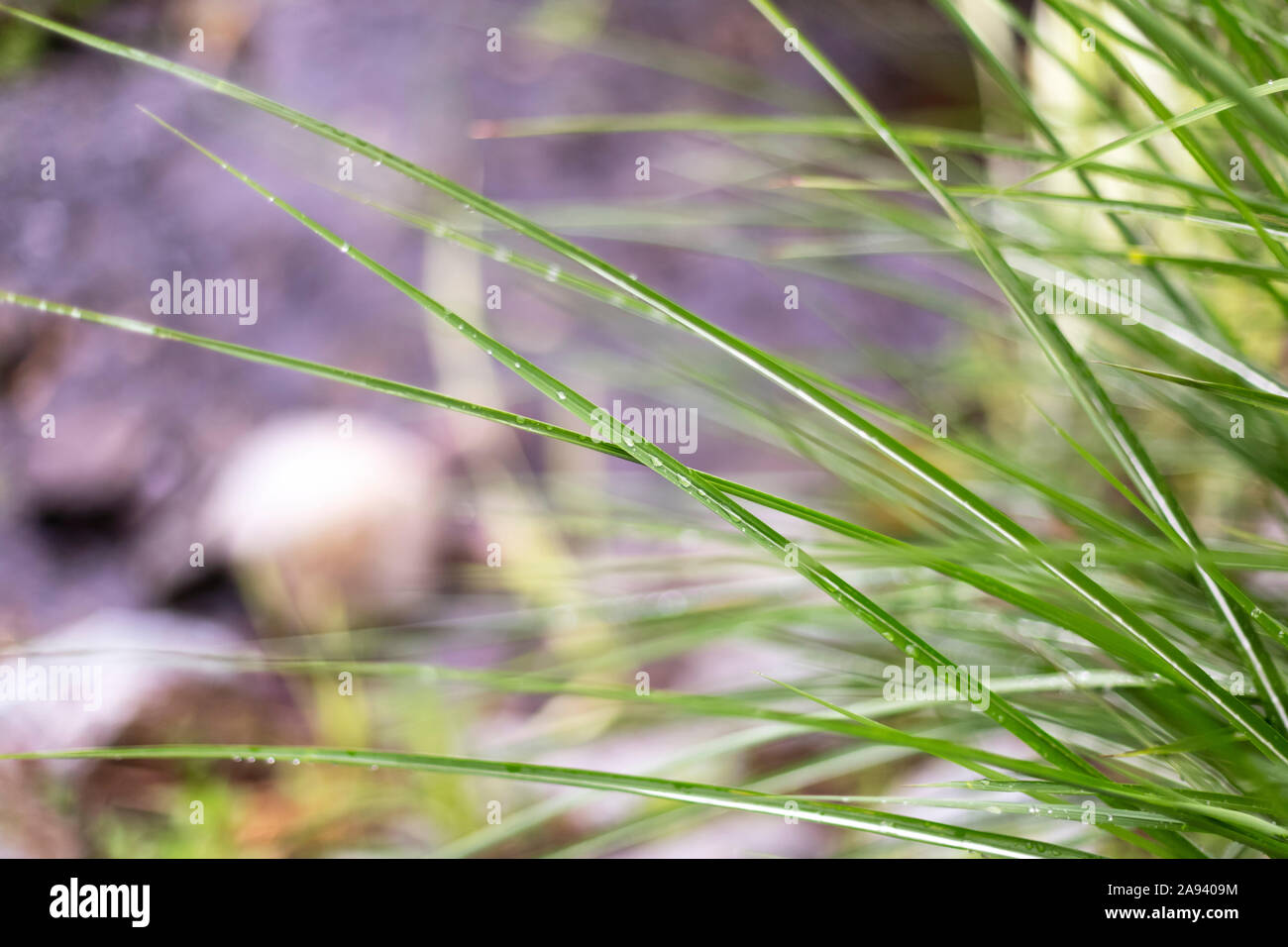 Ornamental Grasses Flower World Gardens Bothell Washington United States Of America Stock