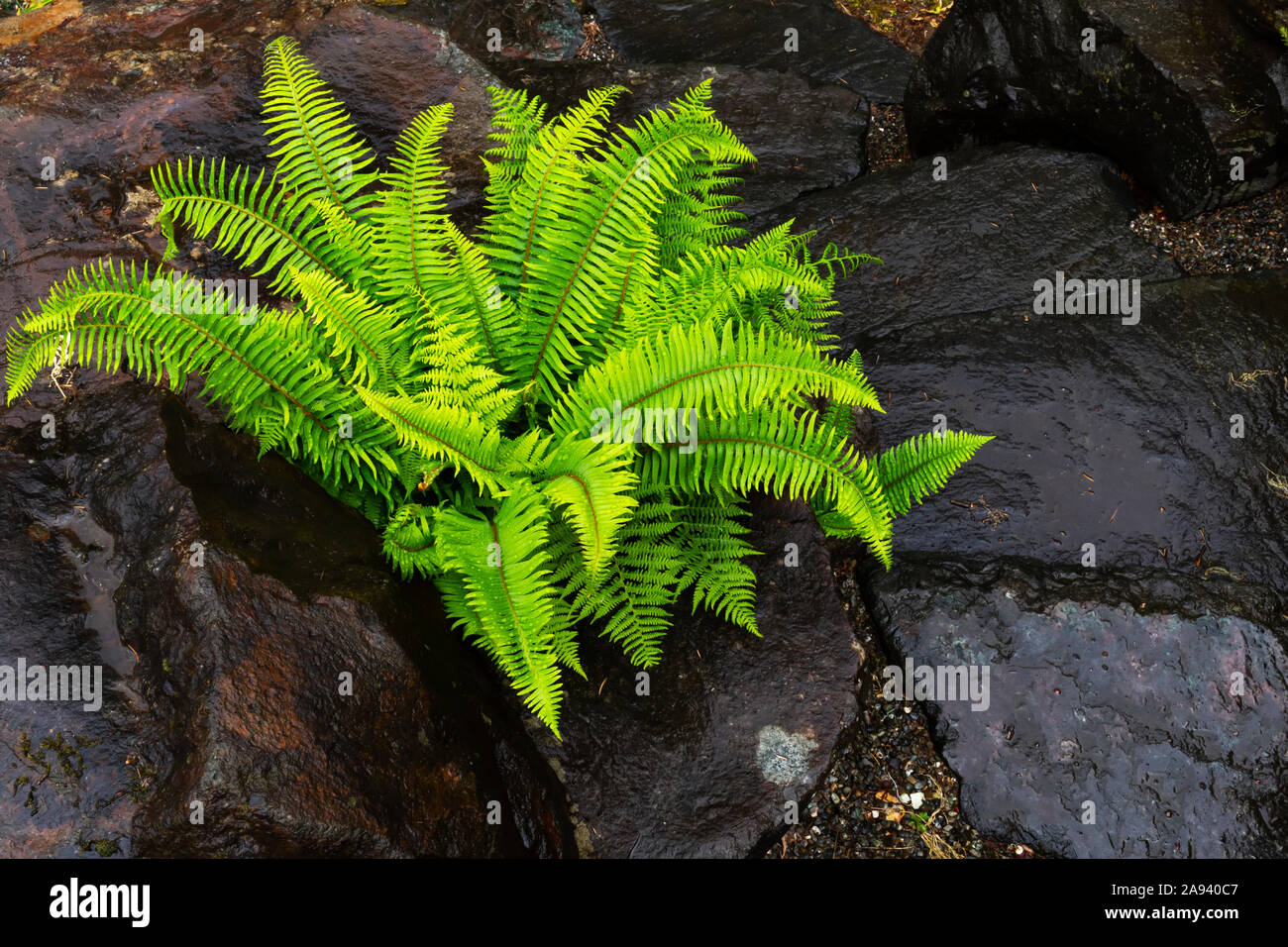 Garden fern hi-res stock photography and images - Alamy