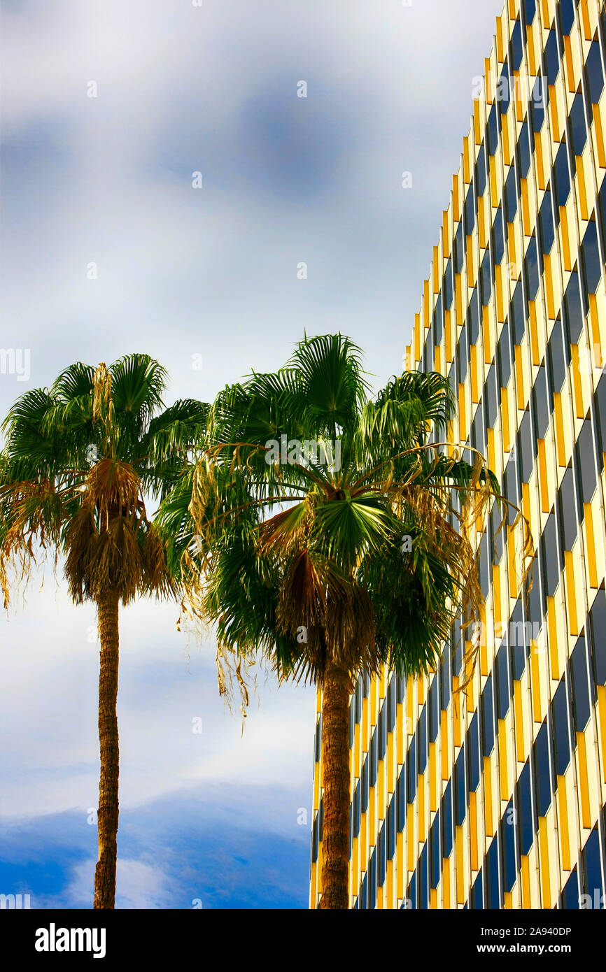 California fan palms in downtown Tucson AZ Stock Photo - Alamy