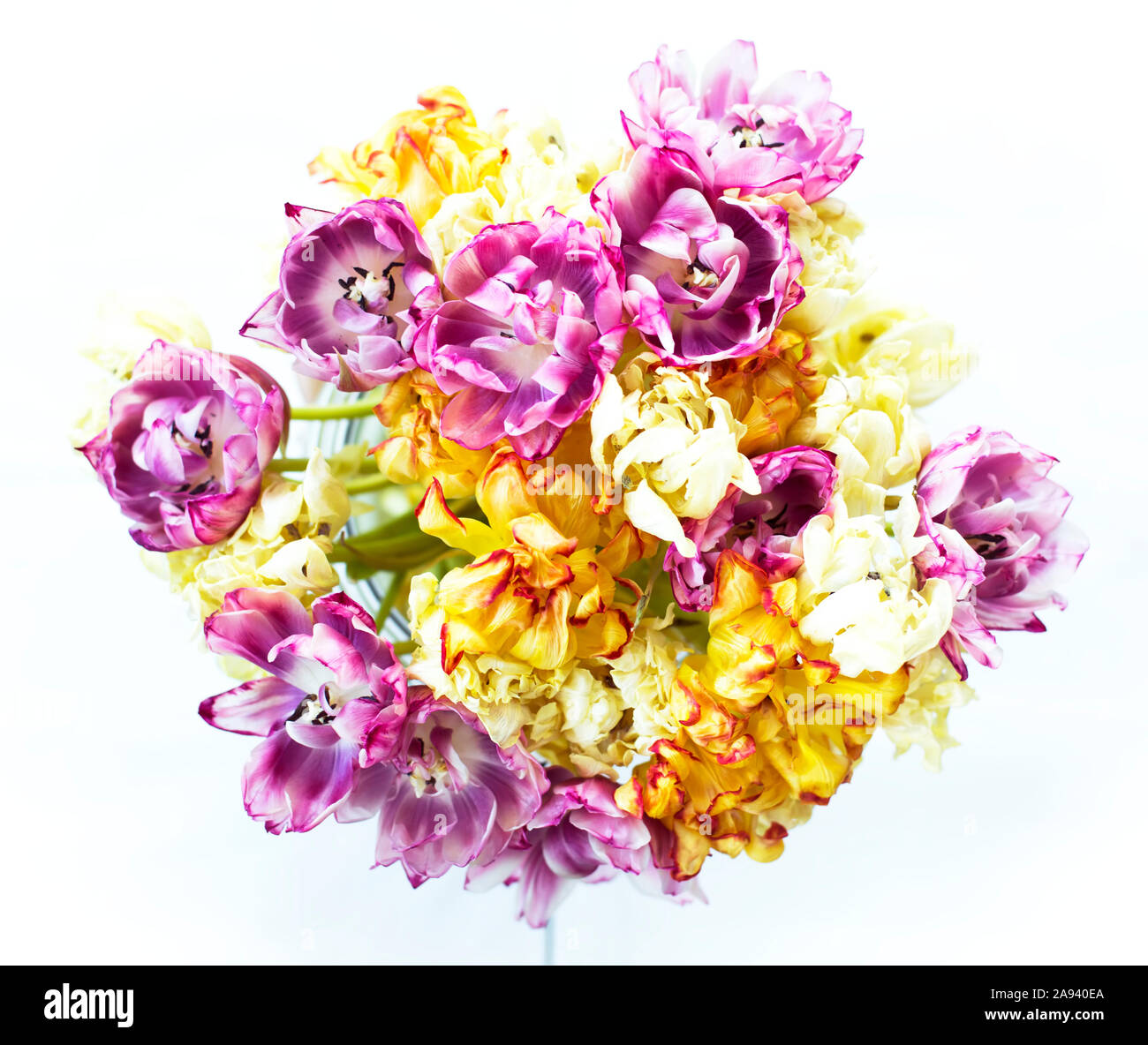 Over-exposed bouquet of tulips on bright white Stock Photo - Alamy