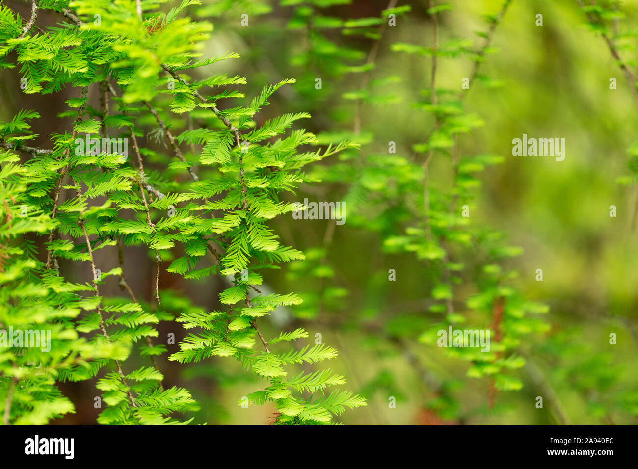 Bright green foliage on a tree in botanical gardens on the way up to ...