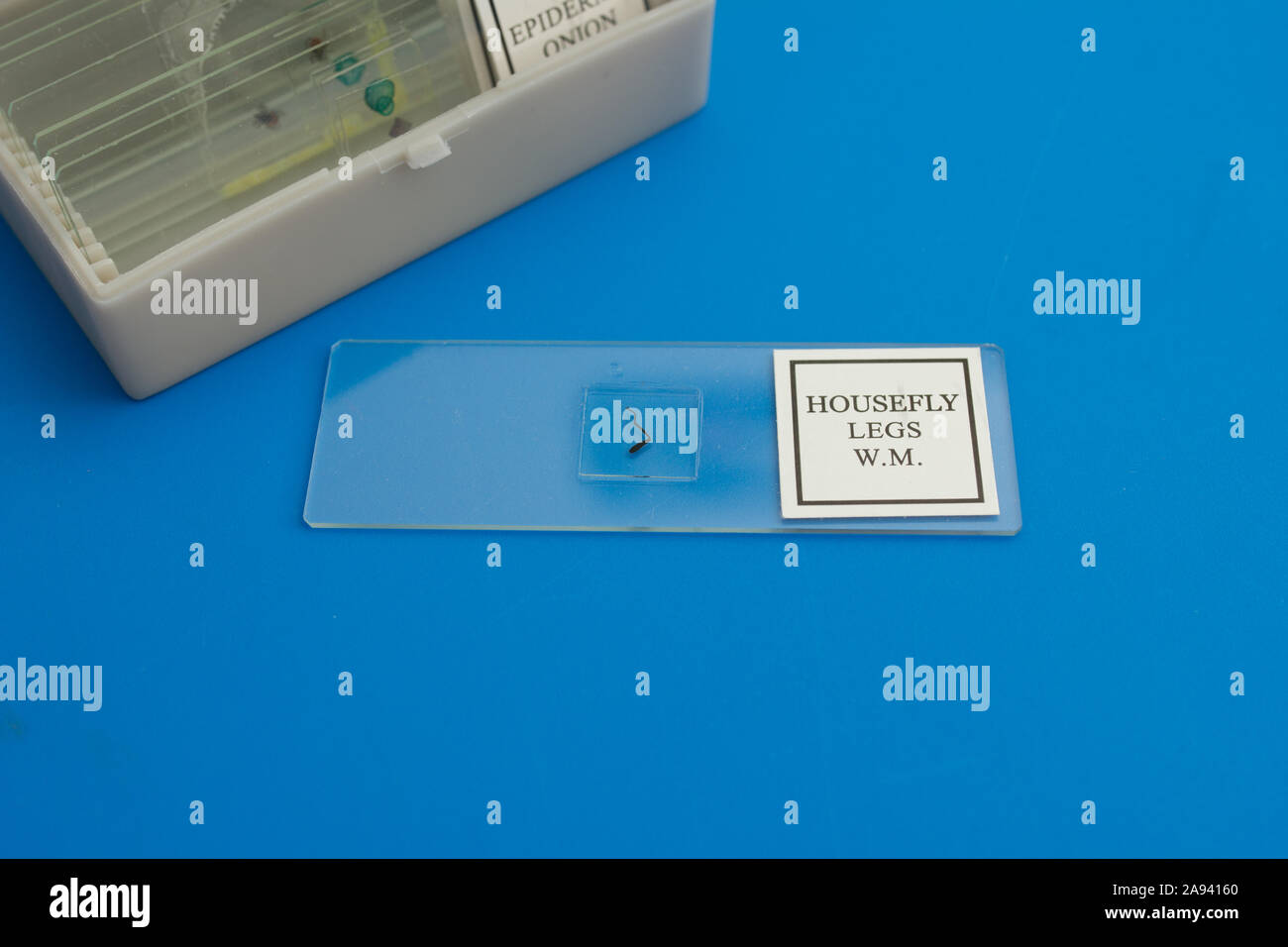 Biopsy slide hi-res stock photography and images - Alamy