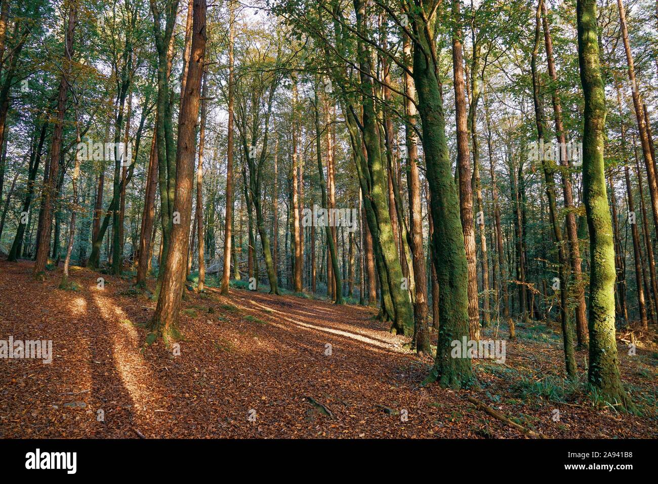 Cratloe hi-res stock photography and images - Alamy