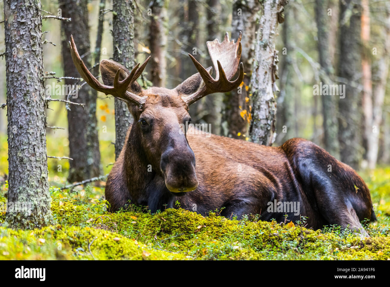 Moose Lying Down High Resolution Stock Photography and Images - Alamy