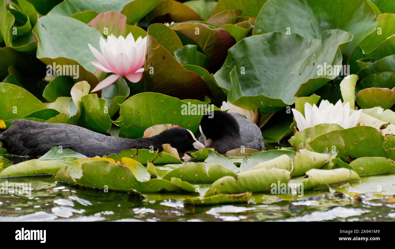 Eurasian coot with flower hi-res stock photography and images - Alamy