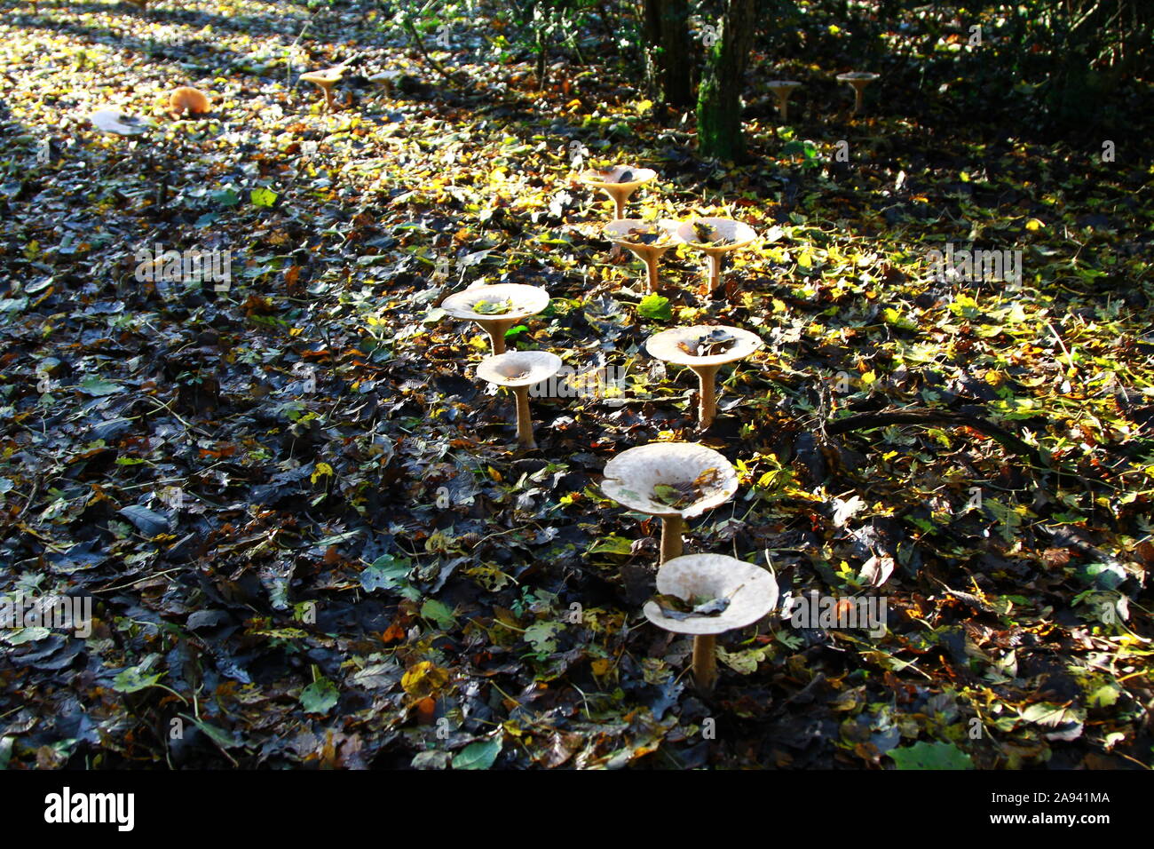 Trooping Funnel toadstools. Fungi. Fungus. Ancient forest. Edible ...
