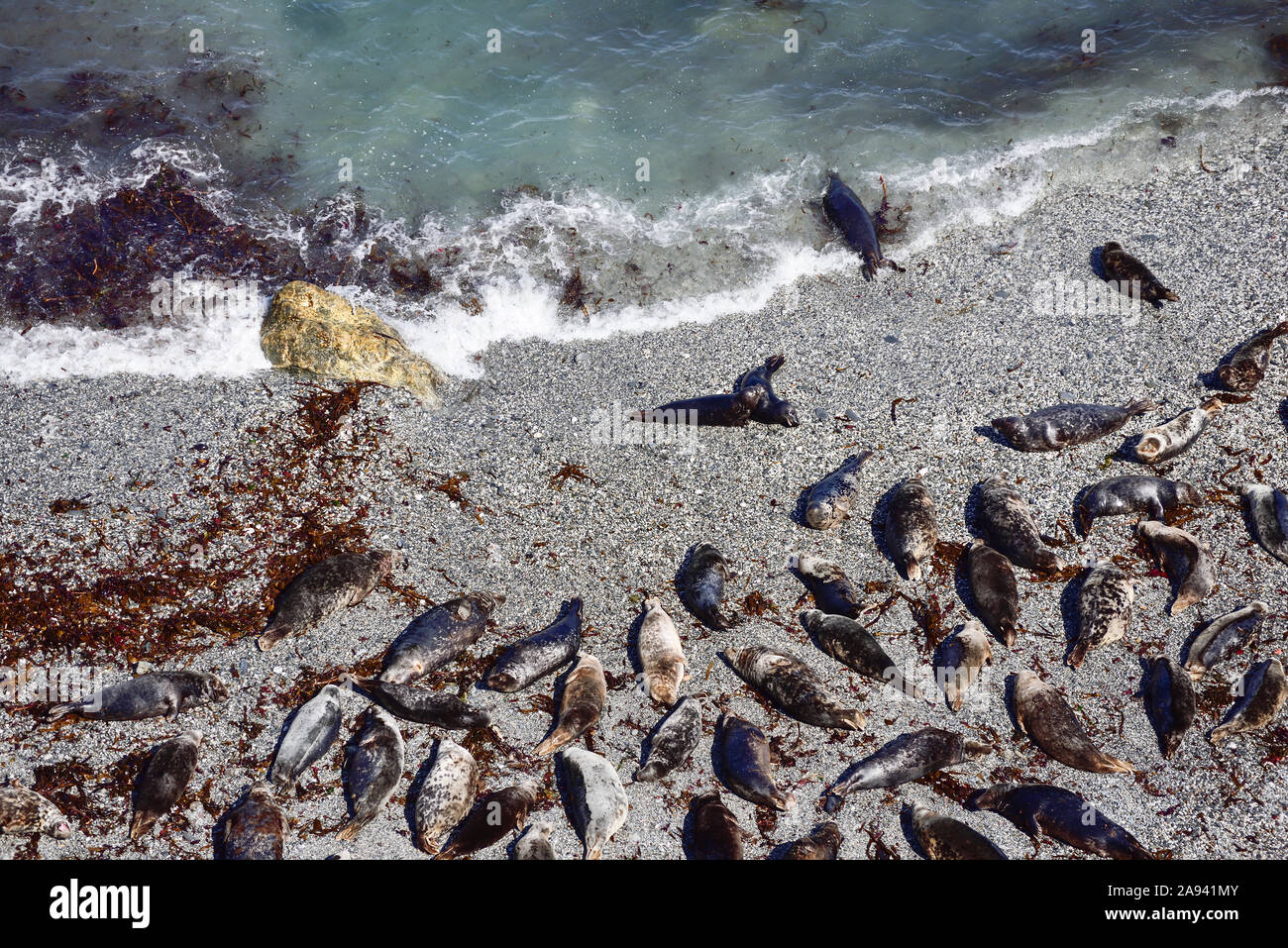 A group of seals basking in the sun below Navax Point, Cornwall. It is ...