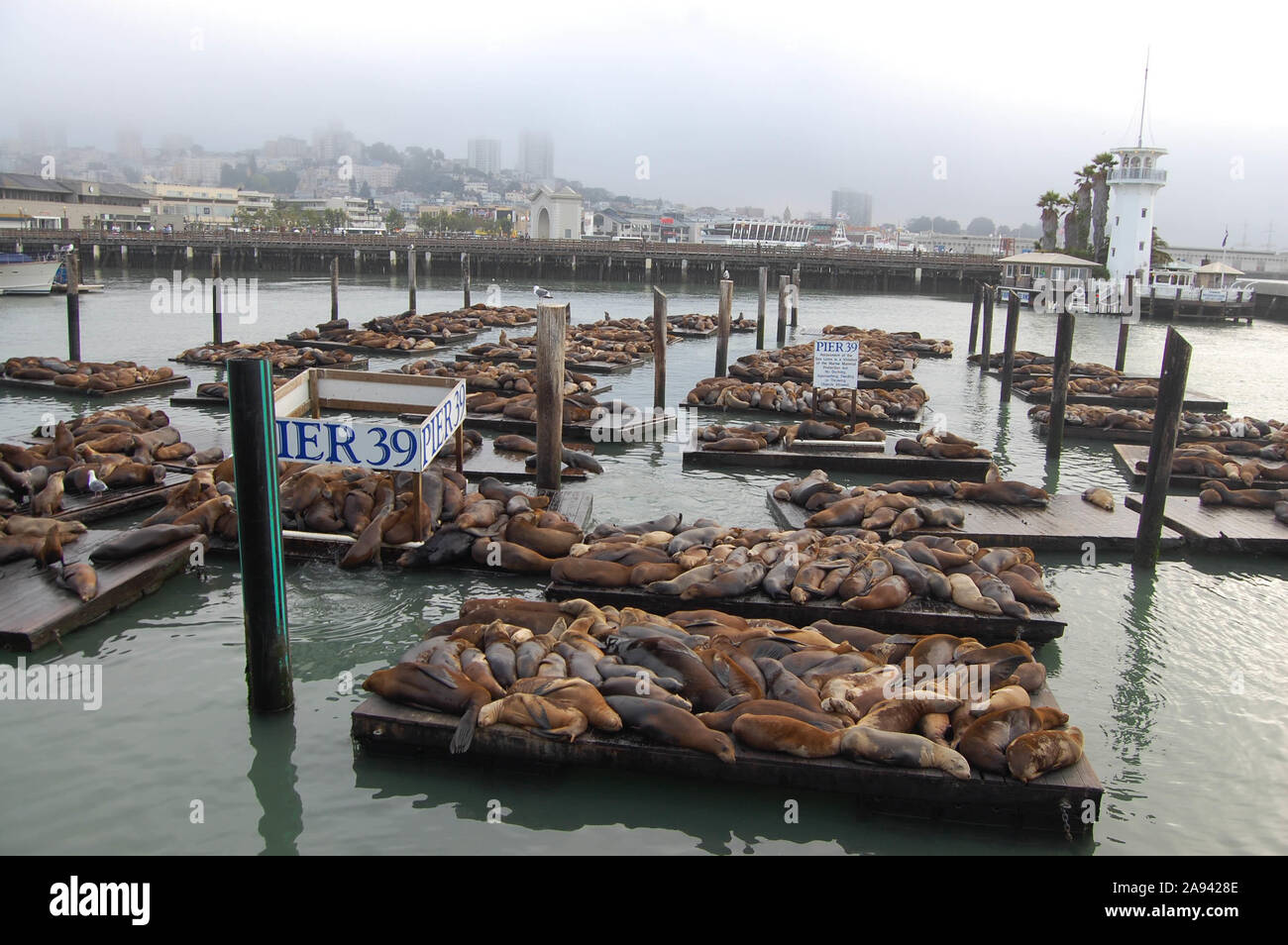 Sf seals hi-res stock photography and images - Alamy