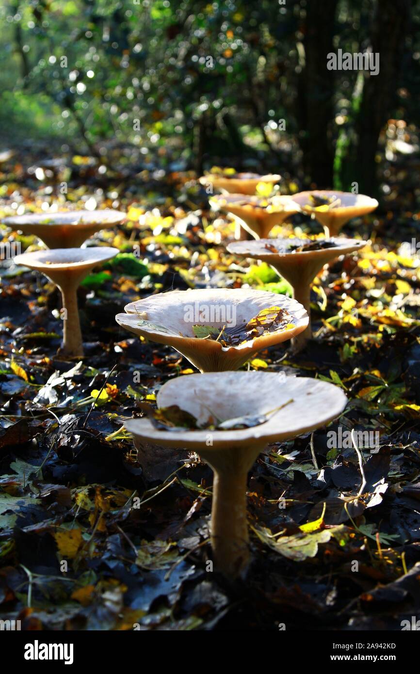 Trooping Funnel toadstools. Fungi. Fungus. Ancient forest. Edible ...