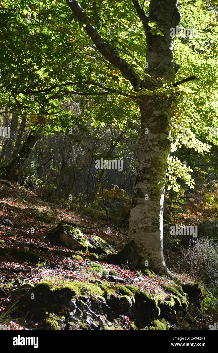 Aidillo forest beech trees, La Rioja, Northern Spain Stock Photo - Alamy